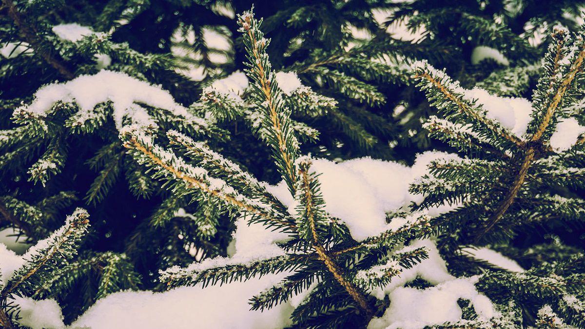 Evergreen Wallpapers - Top Free Evergreen Backgrounds - WallpaperAccess