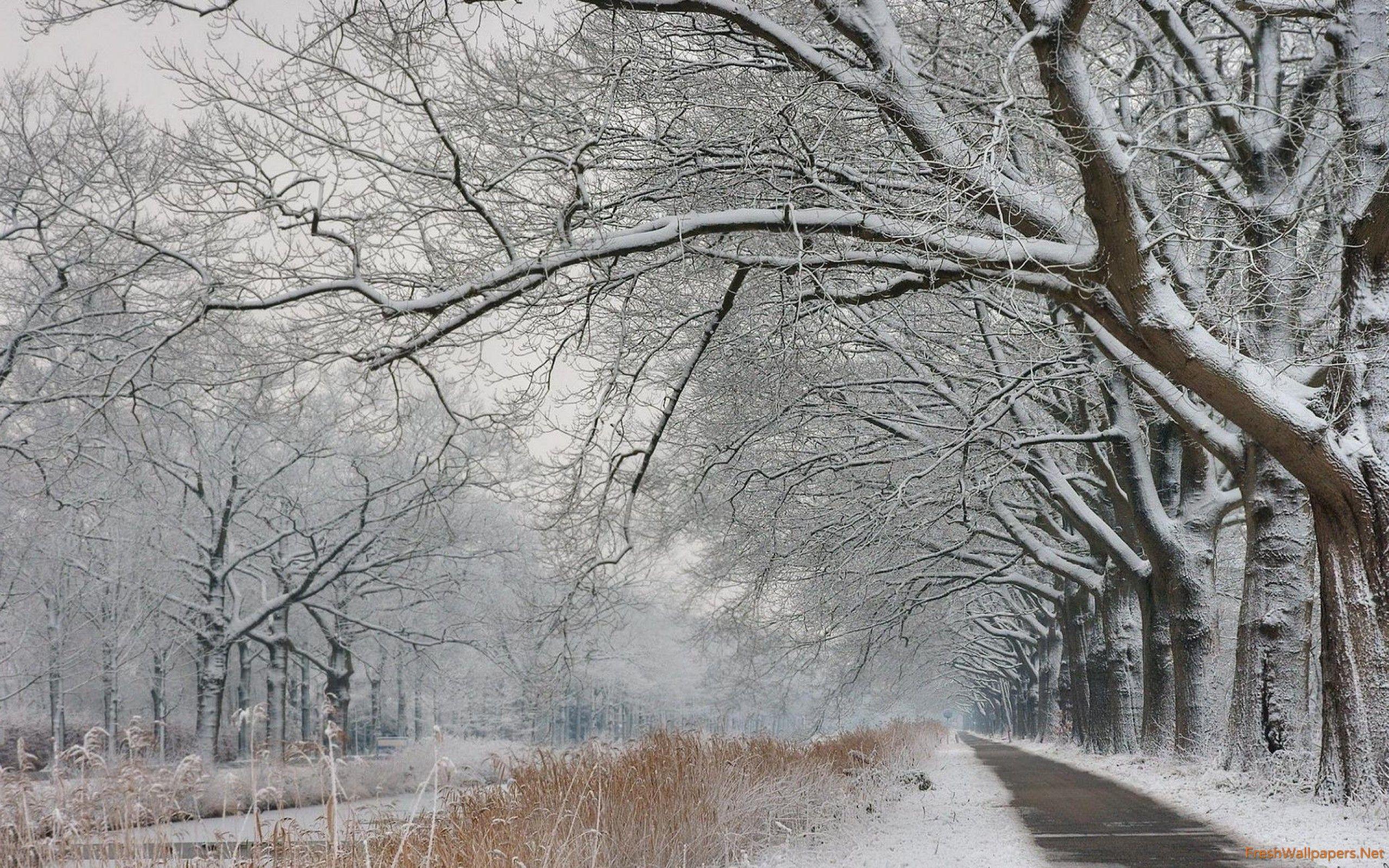 Snowy Trees Wallpapers - Top Free Snowy Trees Backgrounds - WallpaperAccess