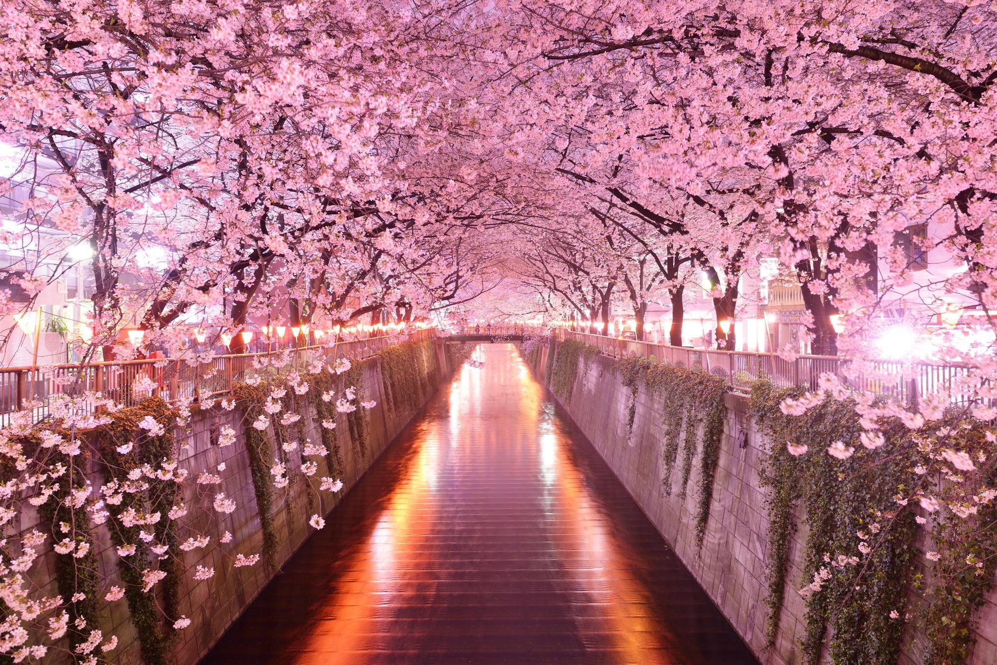 Japanese Pink Wallpapers - Top Free Japanese Pink Backgrounds ...