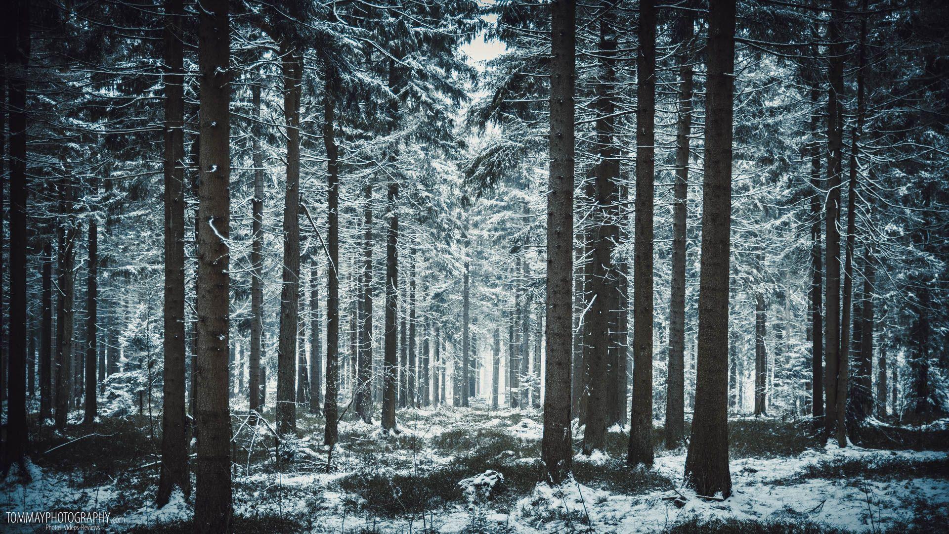 Winter Forest HD Wallpapers - Top Free Winter Forest HD Backgrounds ...