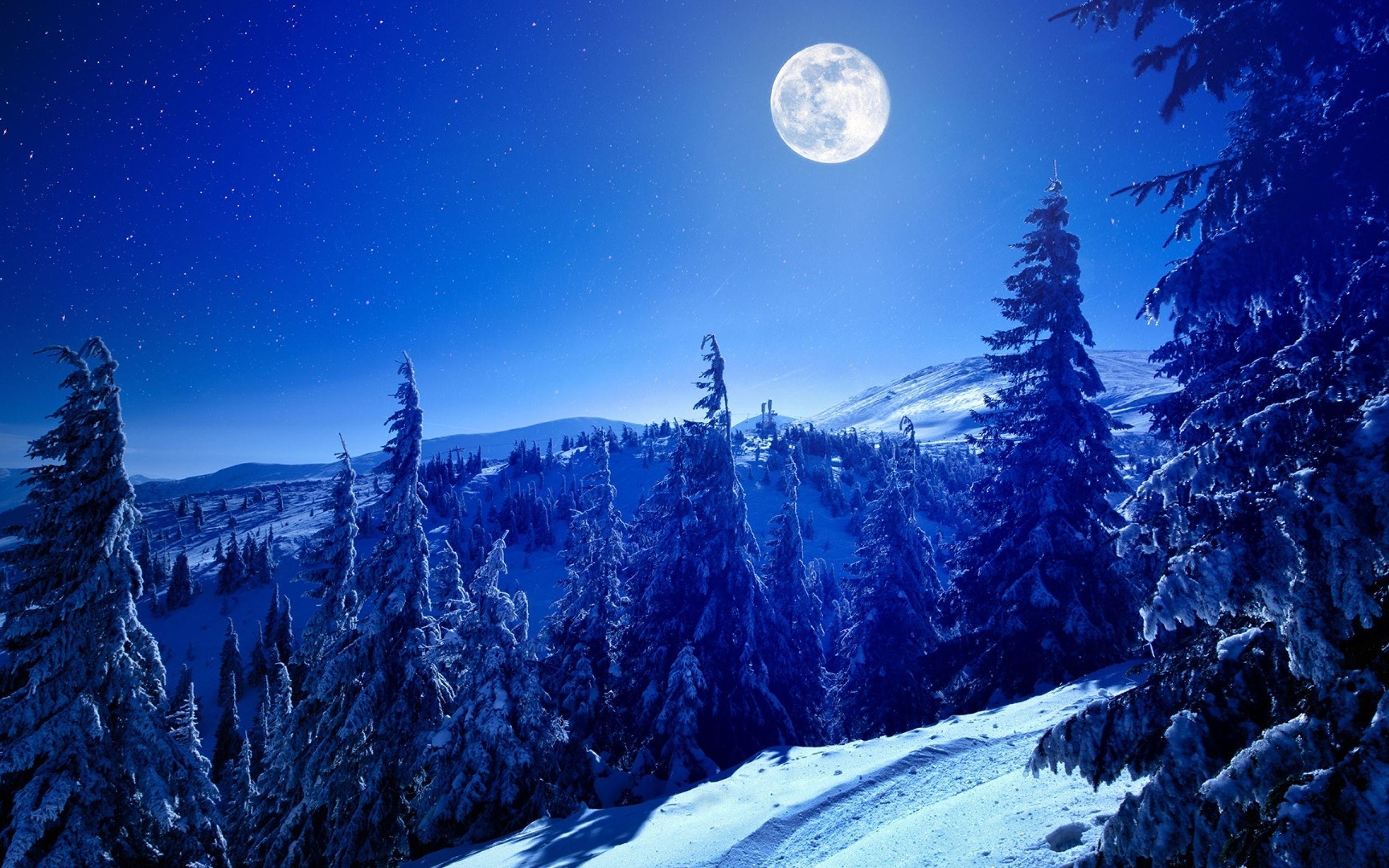 Winter Forest HD Wallpapers - Top Free Winter Forest HD Backgrounds ...