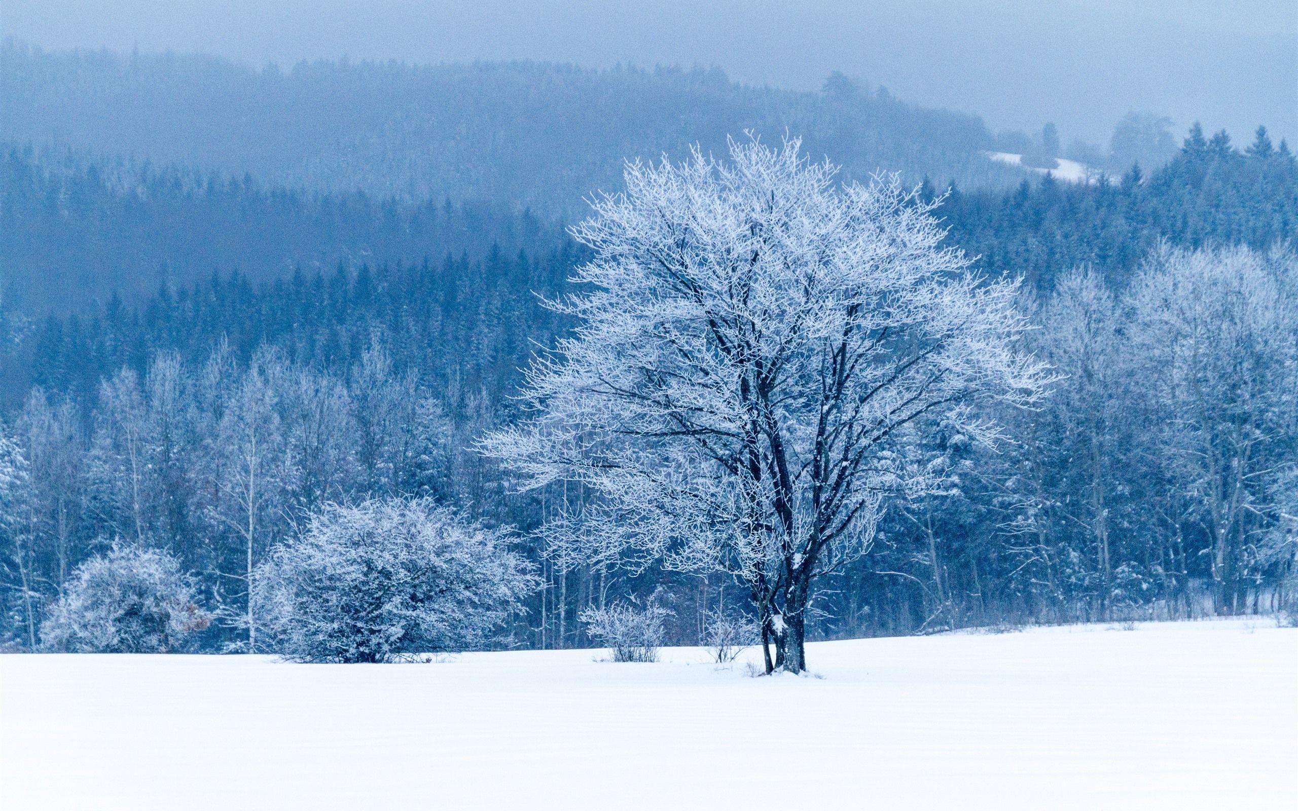 Winter Forest 4K Wallpapers - Top Free Winter Forest 4K Backgrounds - WallpaperAccess