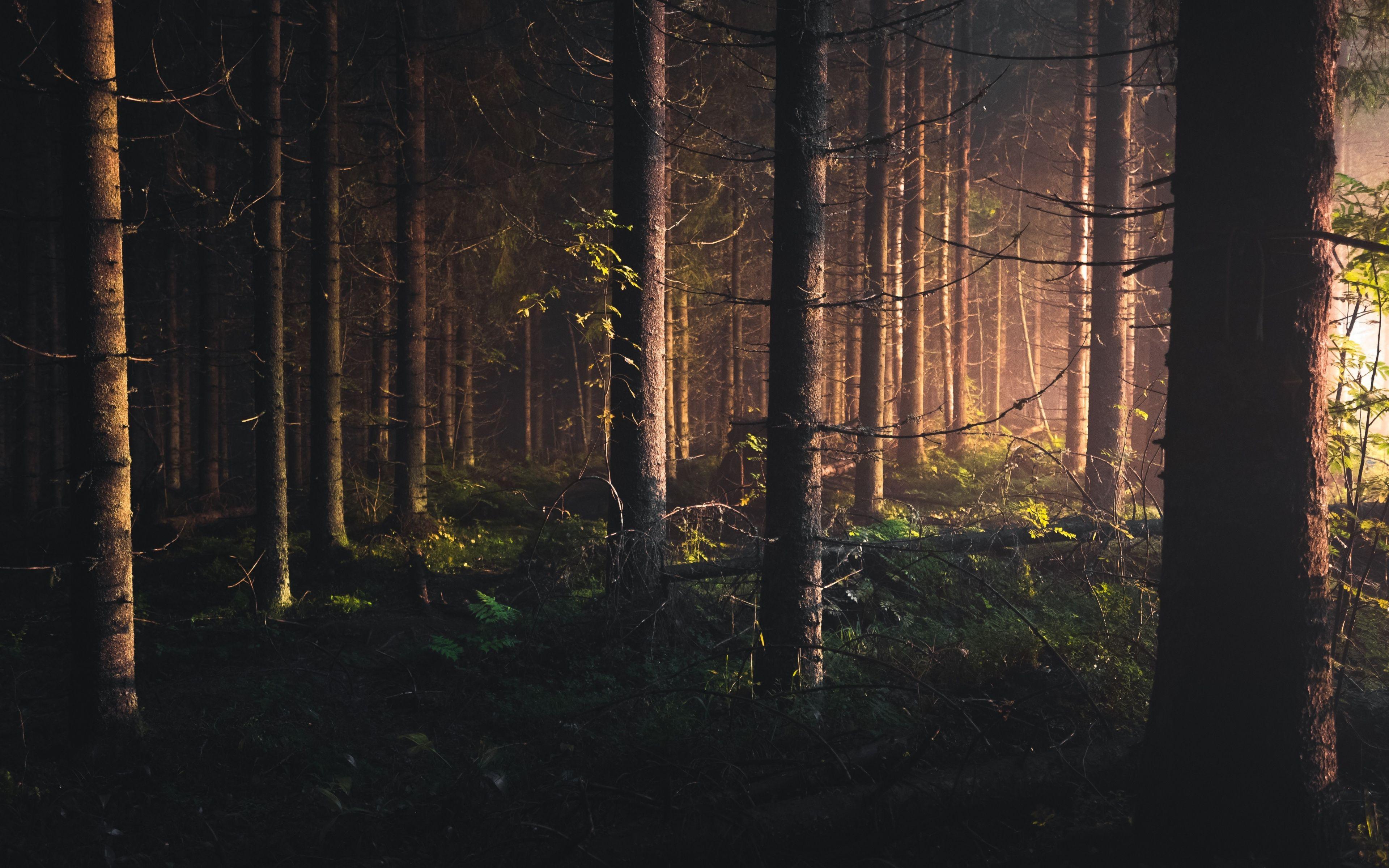 4K Ultra HD Forest Wallpapers - Top Free 4K Ultra HD Forest Backgrounds ...