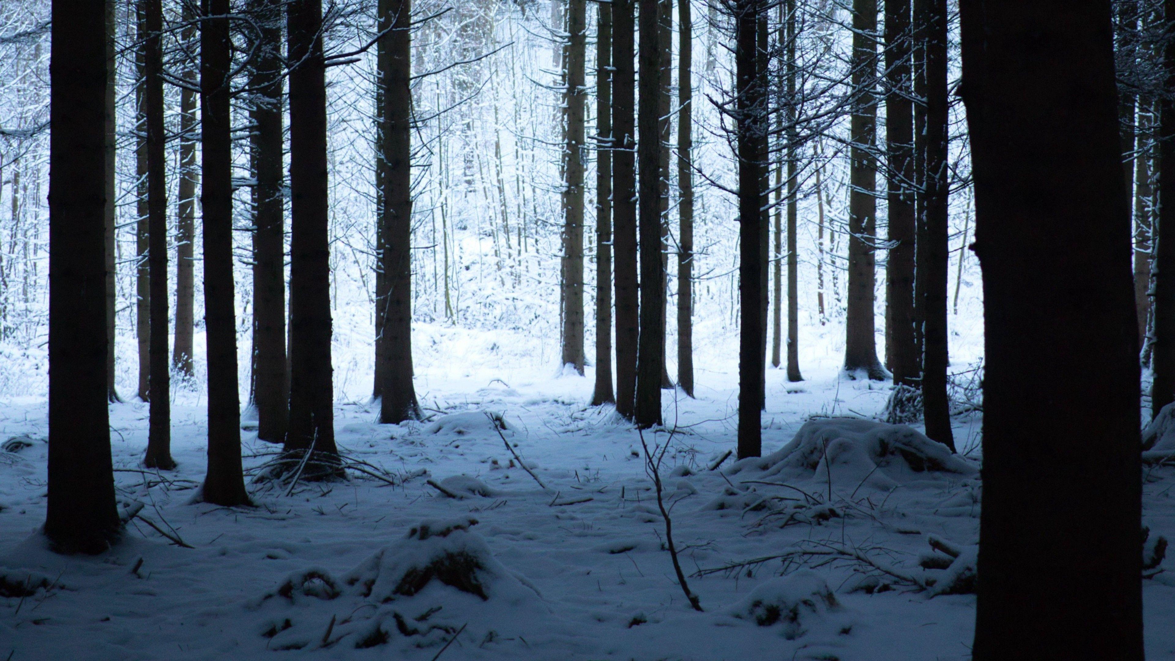 Winter Forest 4K Wallpapers - Top Free Winter Forest 4K Backgrounds ...