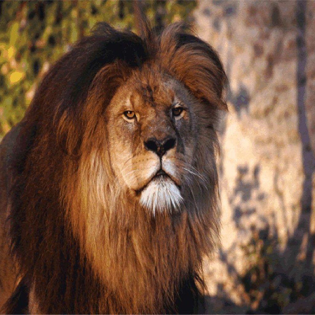 Lion Phone Wallpapers - Top Free Lion Phone Backgrounds - WallpaperAccess