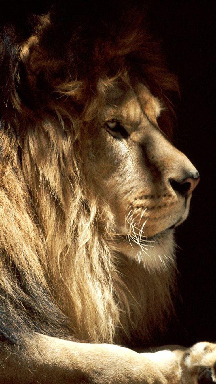 Lion Phone Wallpapers - Top Free Lion Phone Backgrounds - WallpaperAccess