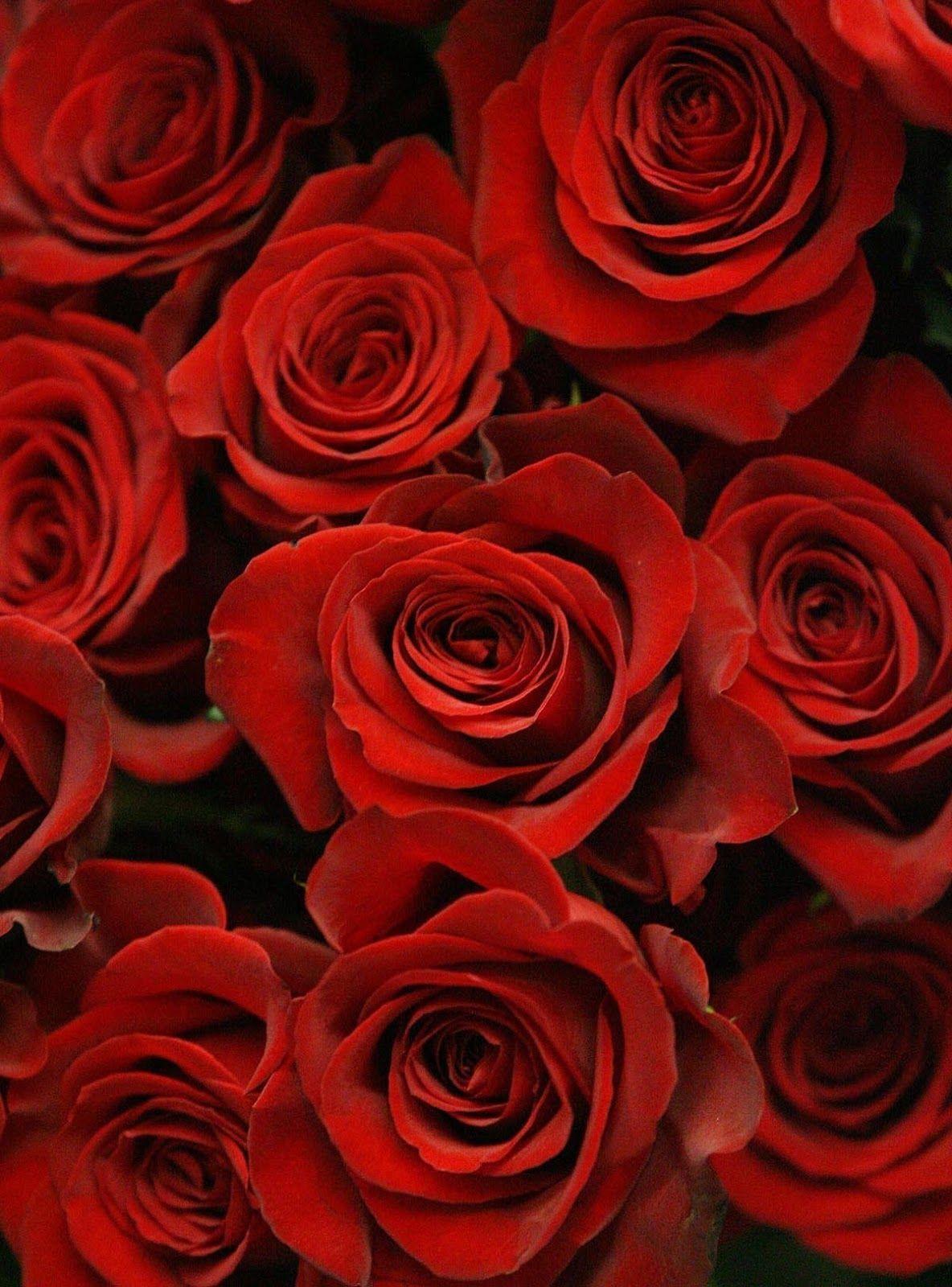 Valentine's Day Roses Wallpapers - Top Free Valentine's Day Roses ...