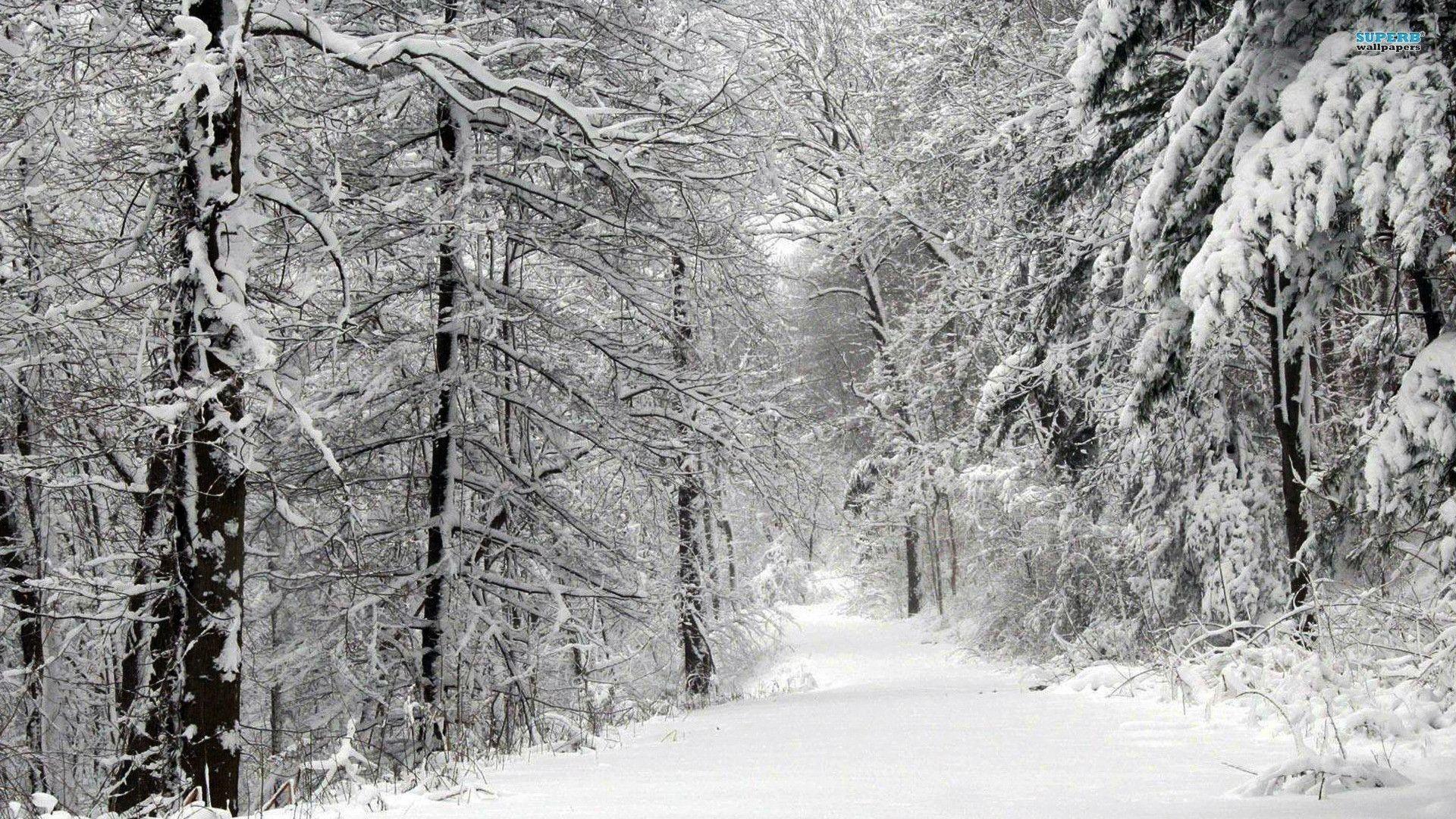Dark Winter Forest Wallpapers - Top Free Dark Winter Forest Backgrounds ...