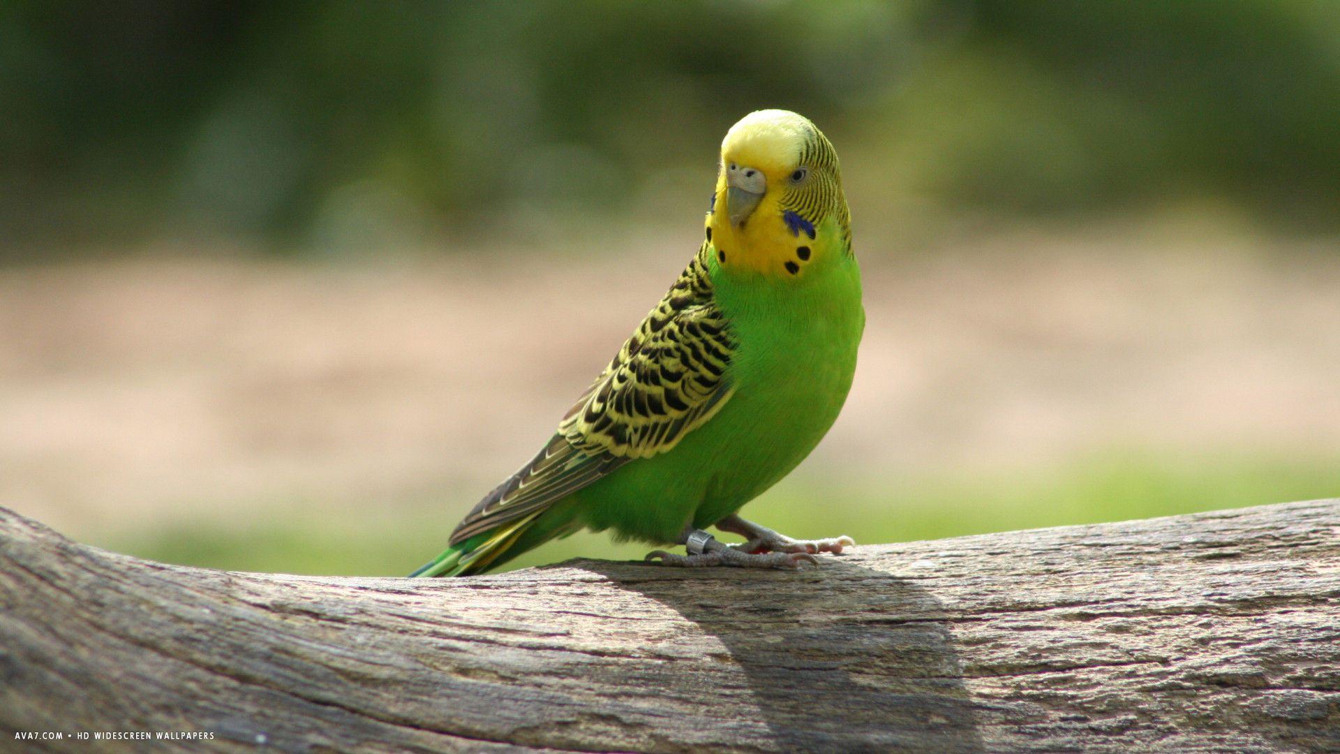 Budgie Desktop Wallpapers - Top Free Budgie Desktop Backgrounds ...