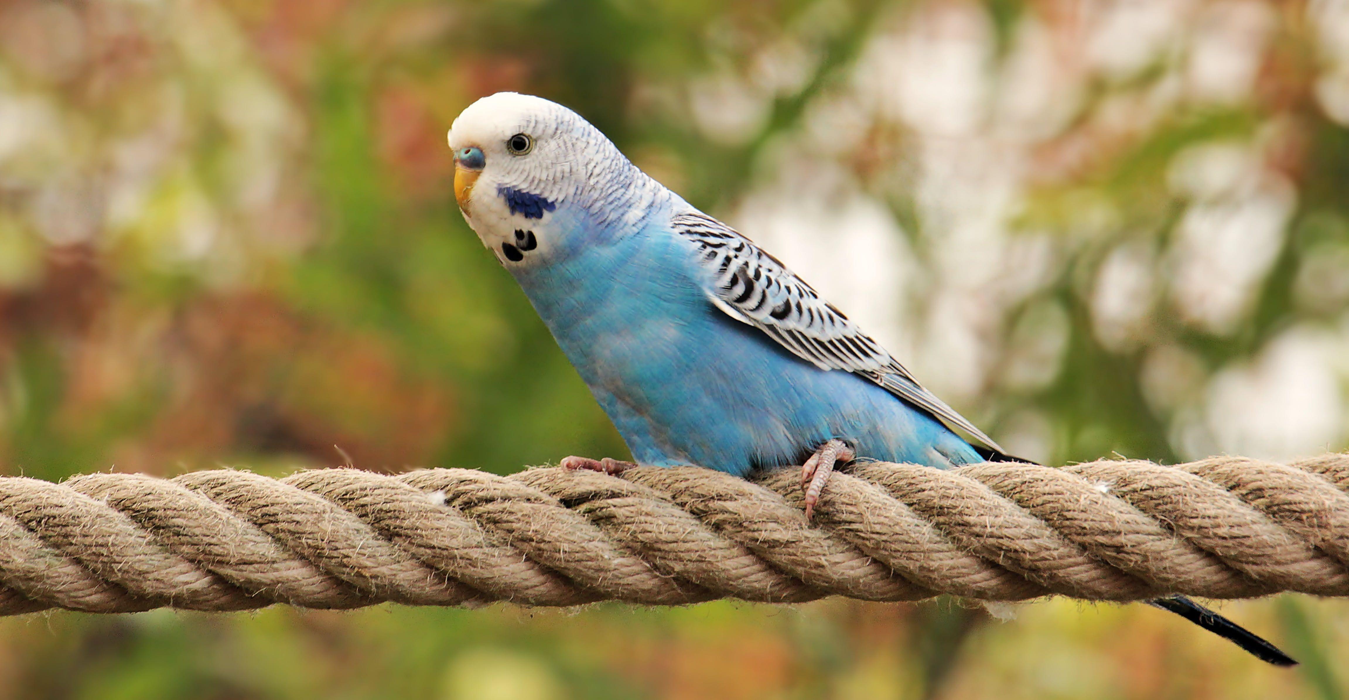Budgie Wallpapers - Top Free Budgie Backgrounds - WallpaperAccess