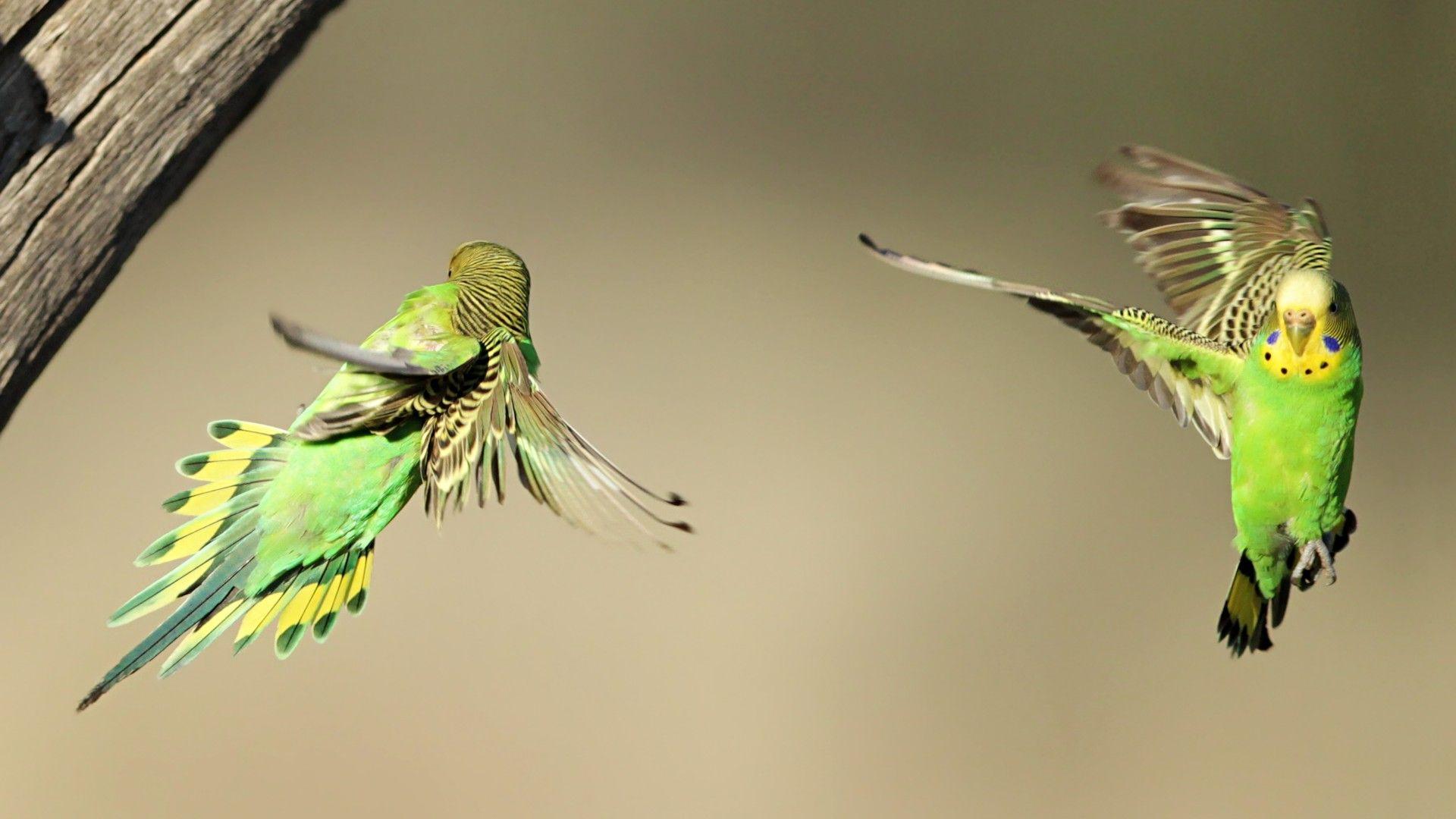Budgie Wallpapers - Top Free Budgie Backgrounds - WallpaperAccess