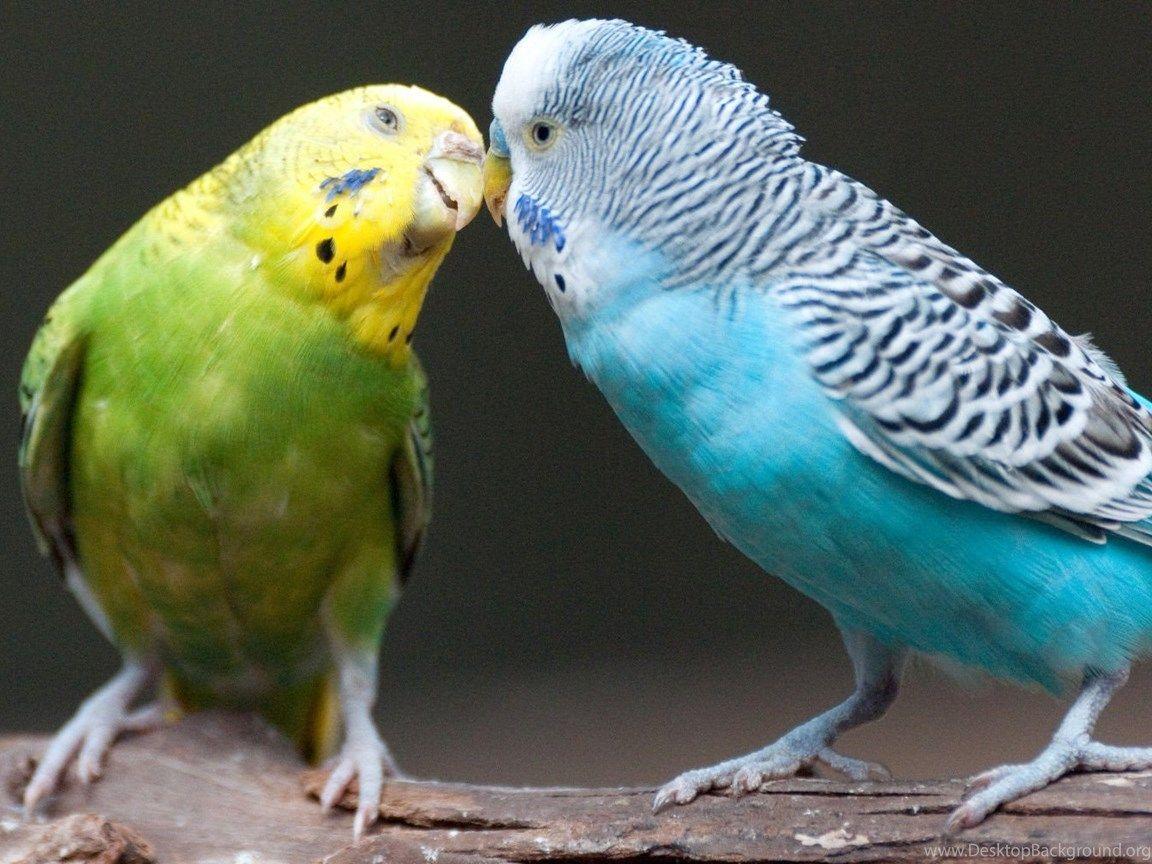 Budgie Wallpapers - Top Free Budgie Backgrounds - WallpaperAccess