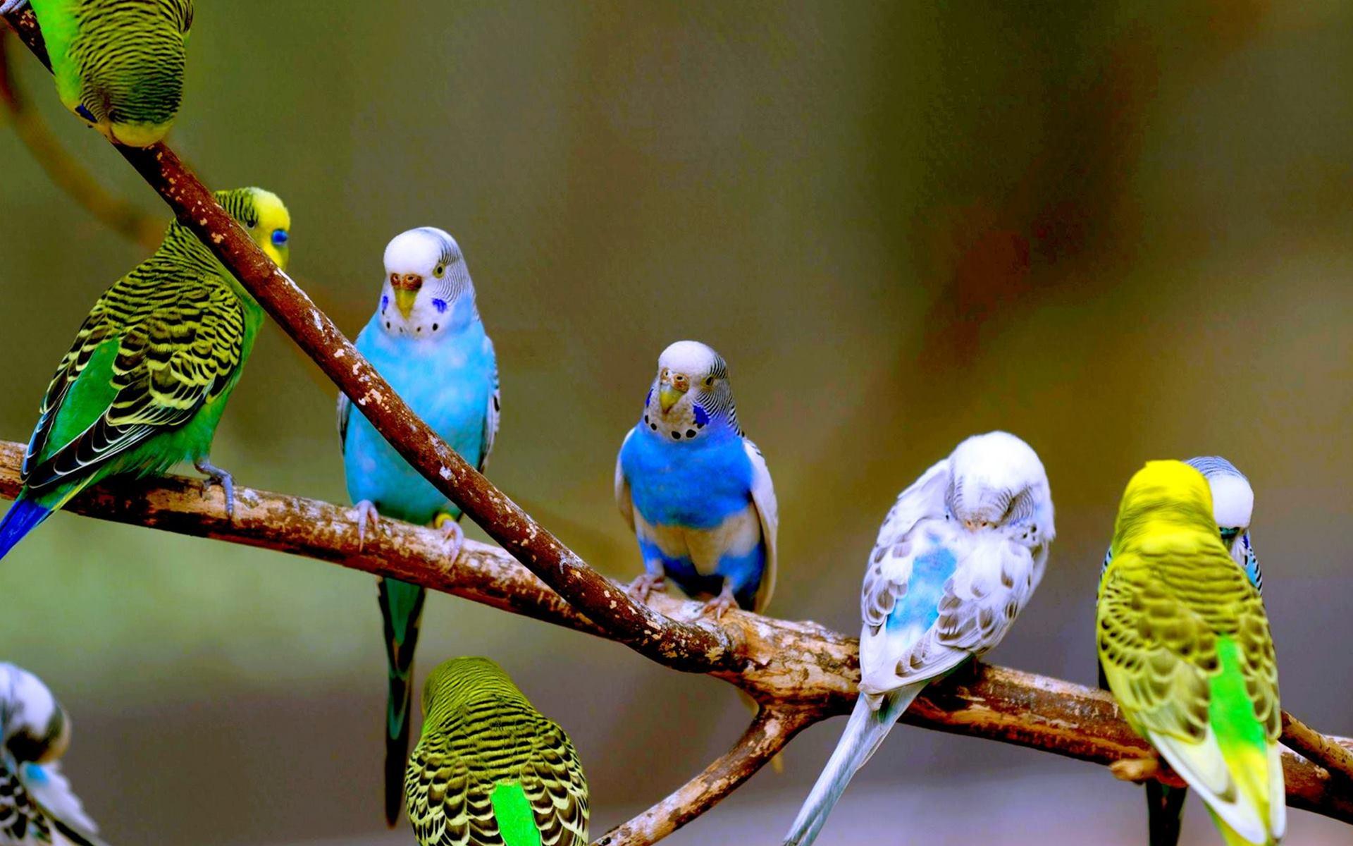 Budgie Wallpapers - Top Free Budgie Backgrounds - WallpaperAccess