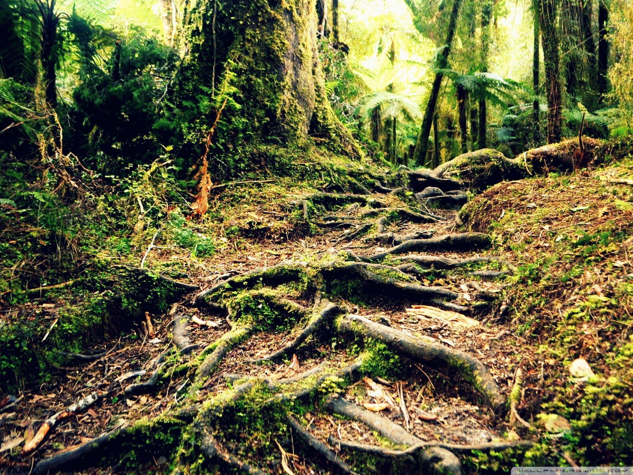 Roots Wallpapers - Top Free Roots Backgrounds - WallpaperAccess