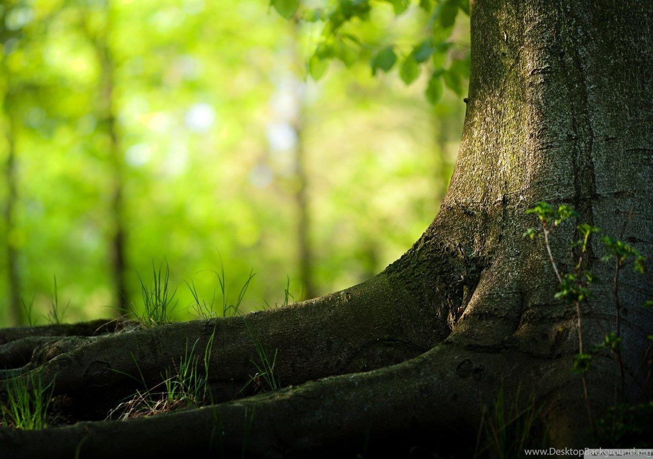 Roots Wallpapers - Top Free Roots Backgrounds - WallpaperAccess