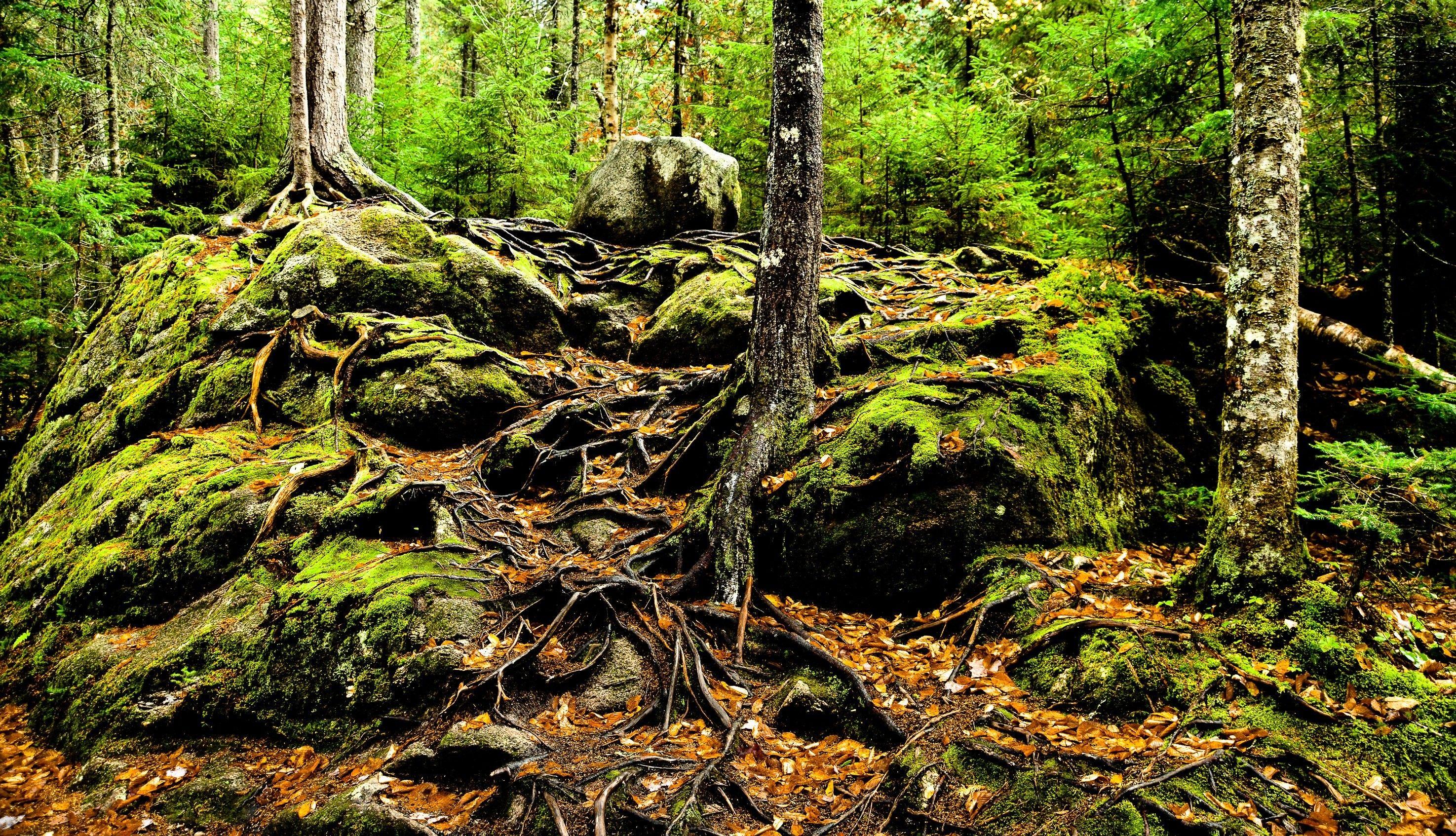 Roots Wallpapers - Top Free Roots Backgrounds - WallpaperAccess