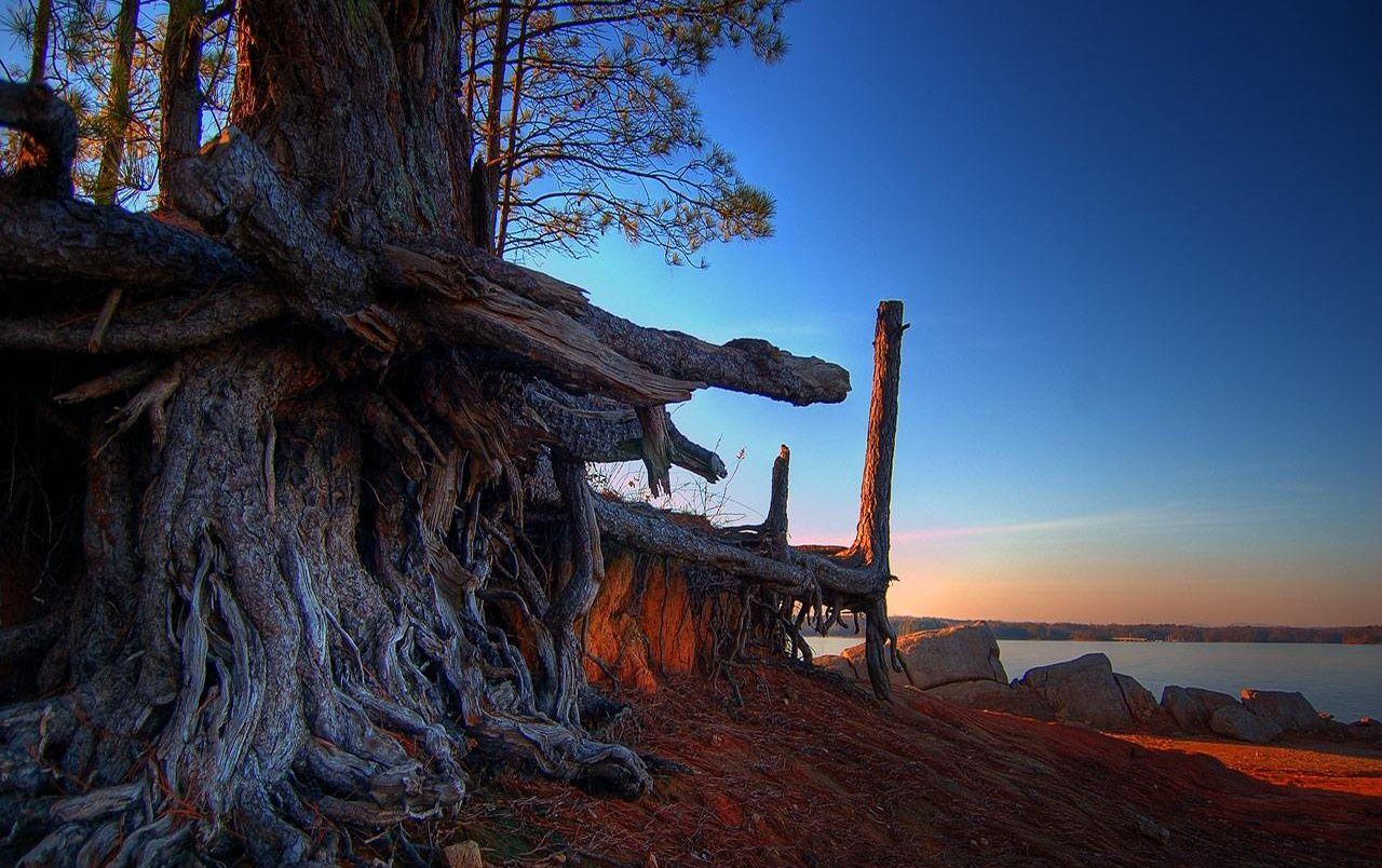 Roots Wallpapers - Top Free Roots Backgrounds - WallpaperAccess