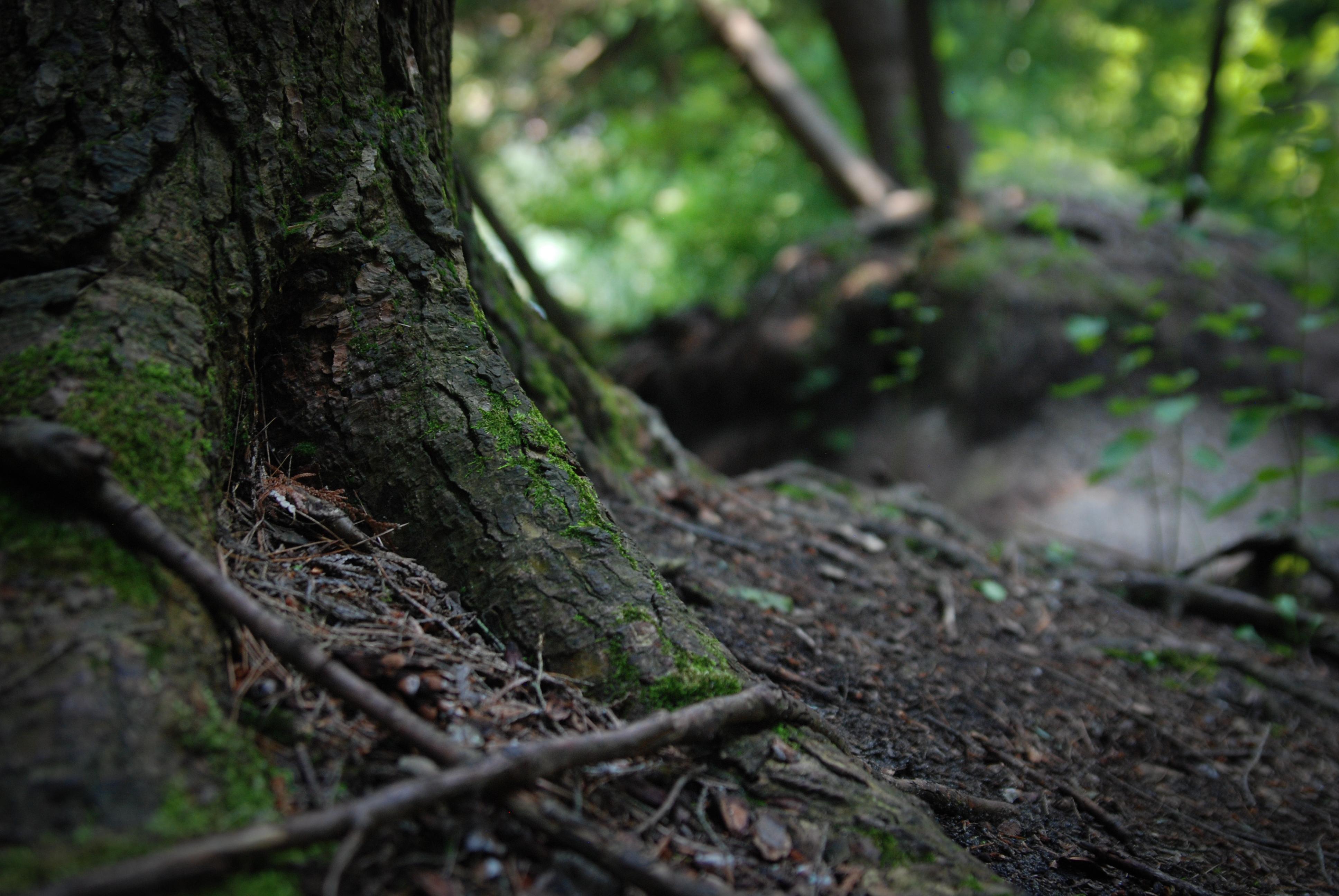 Roots Wallpapers - Top Free Roots Backgrounds - WallpaperAccess