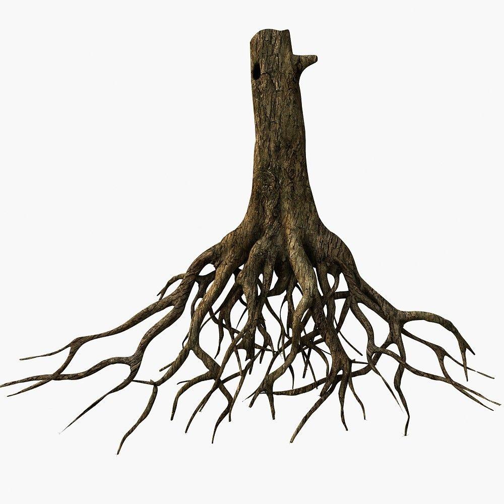 Roots Wallpapers - Top Free Roots Backgrounds - WallpaperAccess