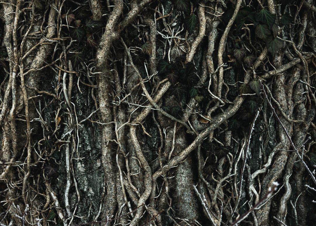 Tree Roots Wallpapers - Top Free Tree Roots Backgrounds - WallpaperAccess Tree Roots Wallpapers - Top Free Tree Roots Backgrounds - WallpaperAccess