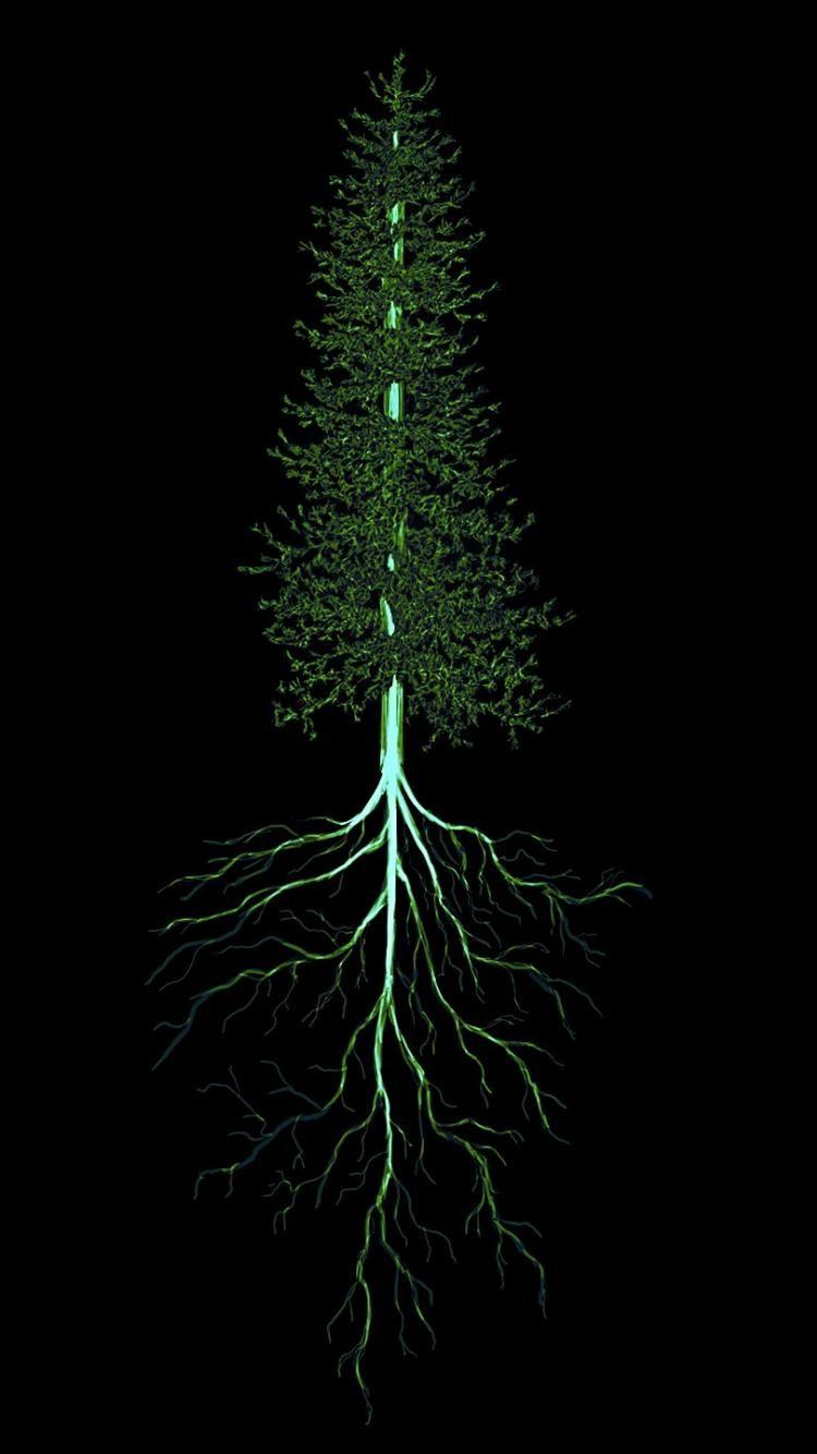 Tree Roots Wallpapers - Top Free Tree Roots Backgrounds - WallpaperAccess