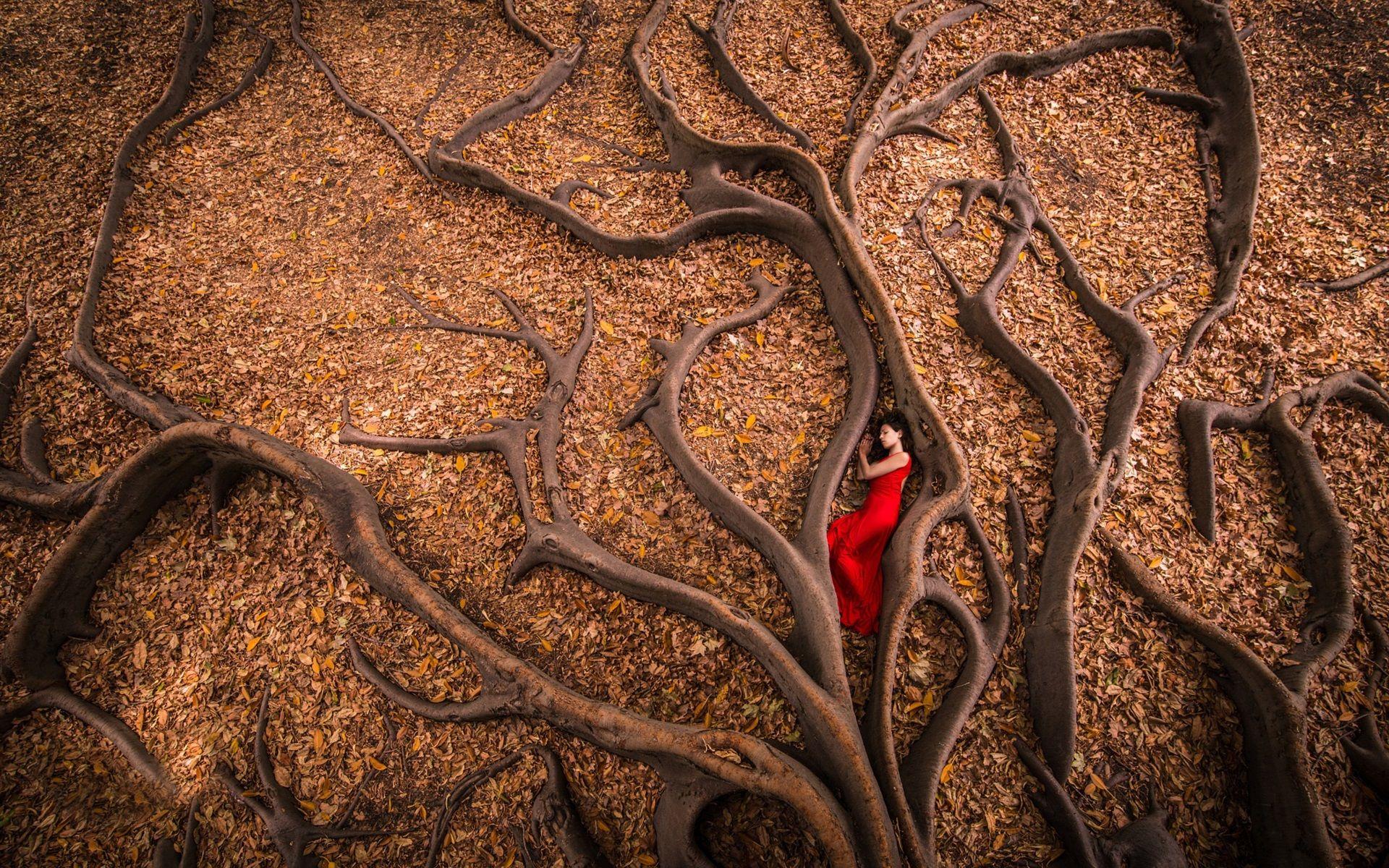 Tree Roots Wallpapers - Top Free Tree Roots Backgrounds - WallpaperAccess