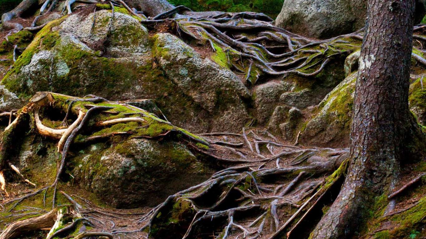Tree Roots Wallpapers - Top Free Tree Roots Backgrounds - WallpaperAccess
