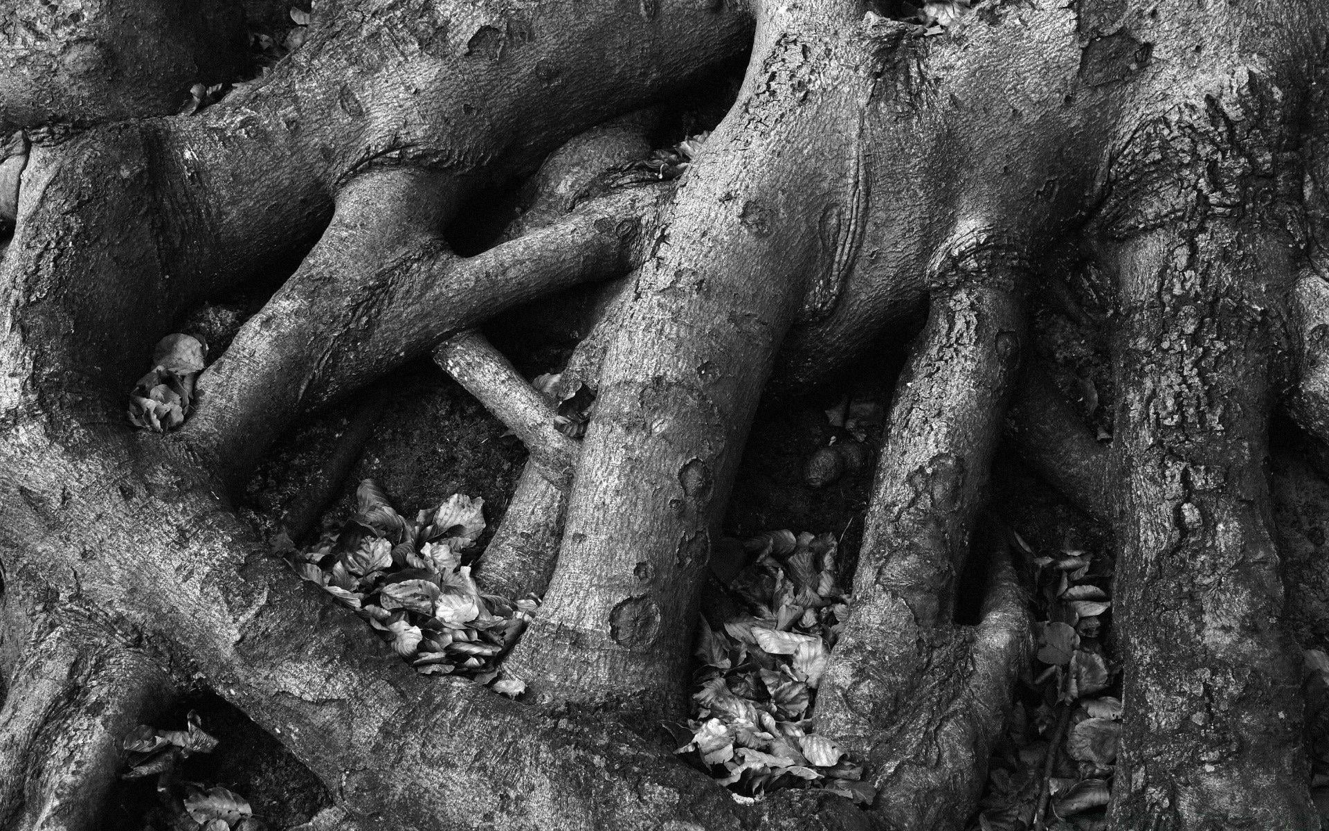Tree Roots Wallpapers - Top Free Tree Roots Backgrounds - WallpaperAccess