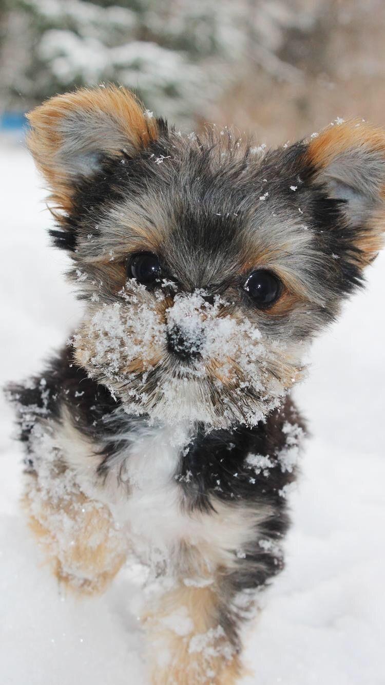 Yorkie Wallpapers - Top Free Yorkie Backgrounds - WallpaperAccess