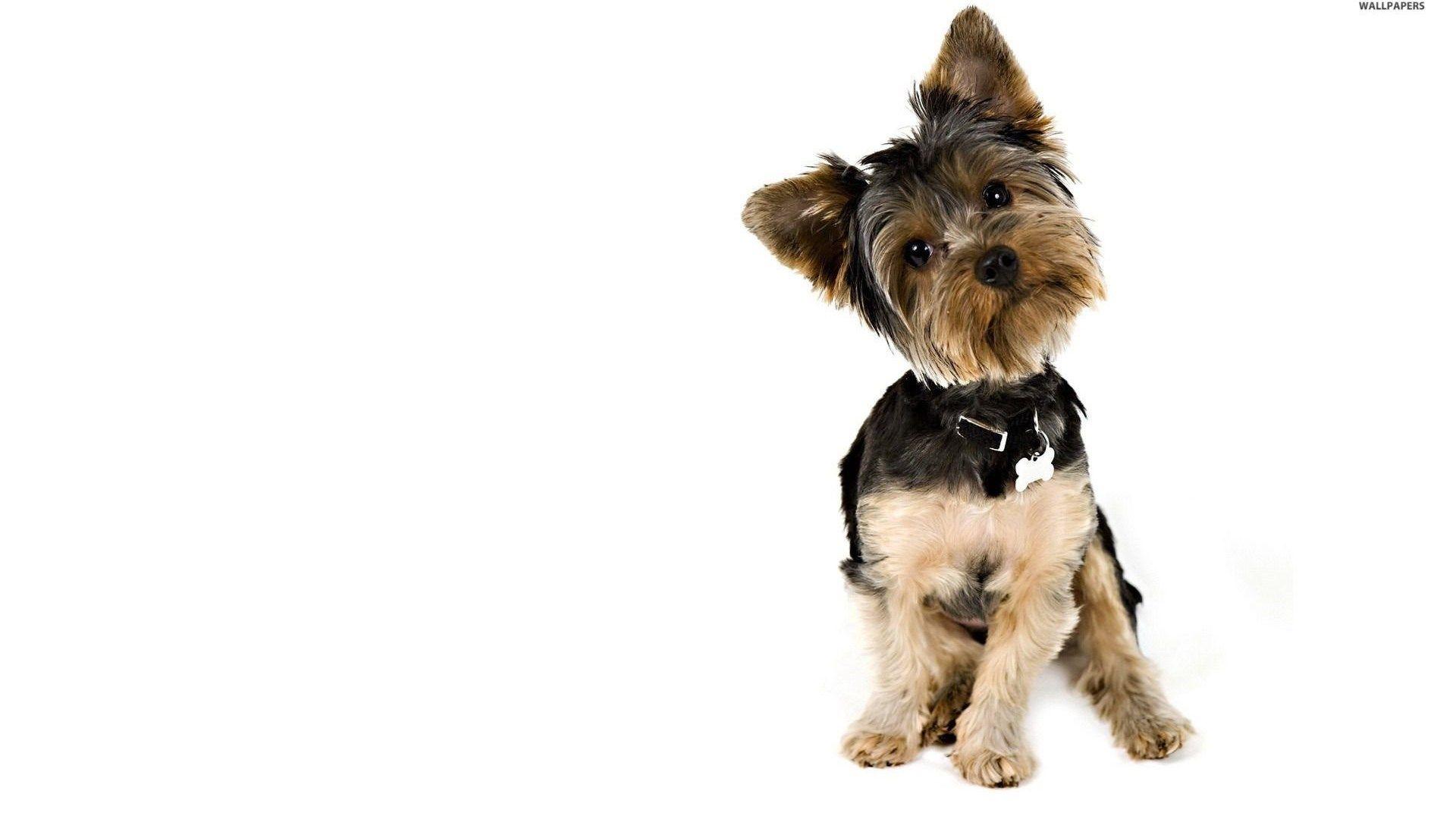 Yorkie Wallpapers - Top Free Yorkie Backgrounds - WallpaperAccess