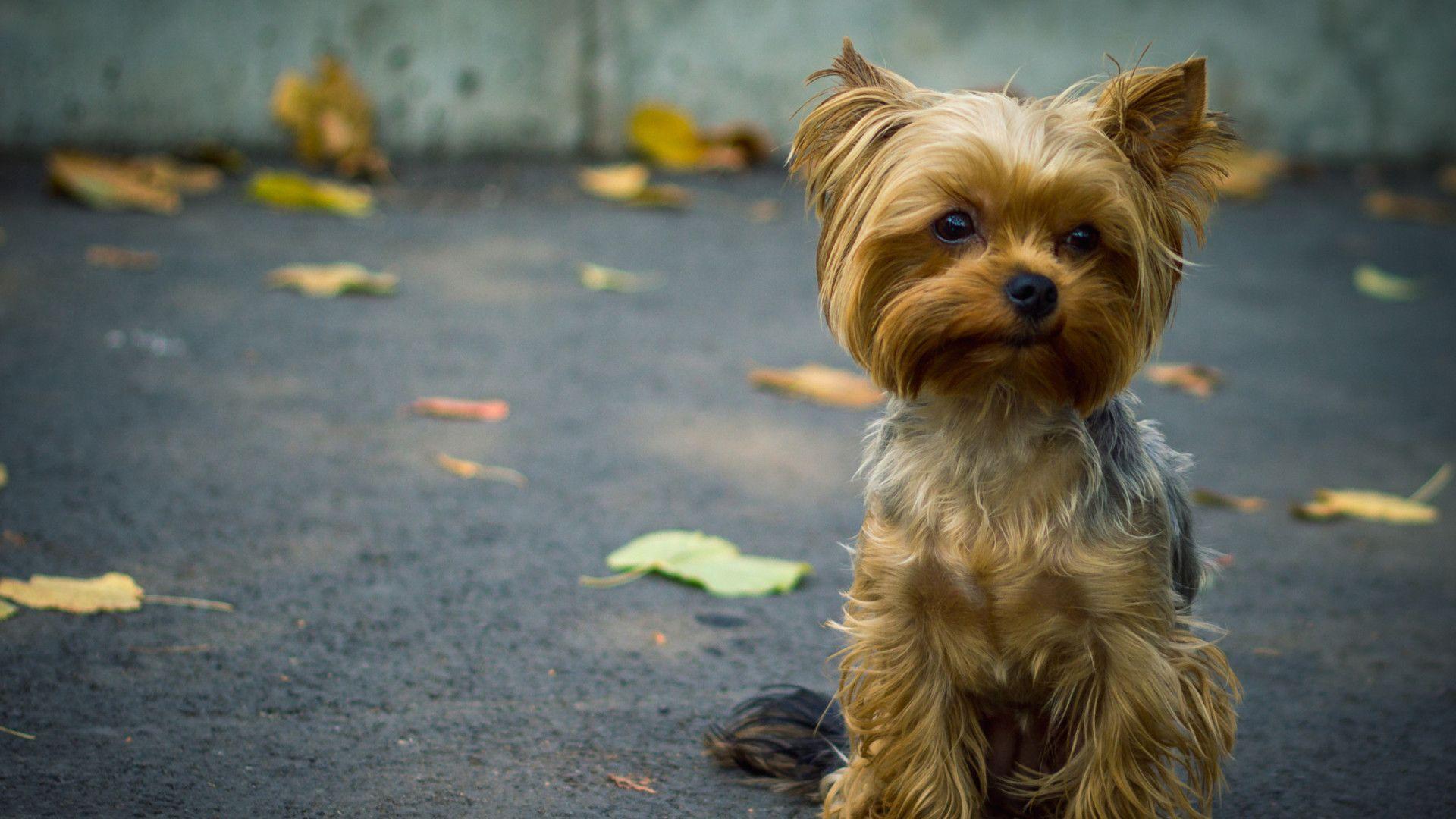 Yorkie Wallpapers - Top Free Yorkie Backgrounds - WallpaperAccess