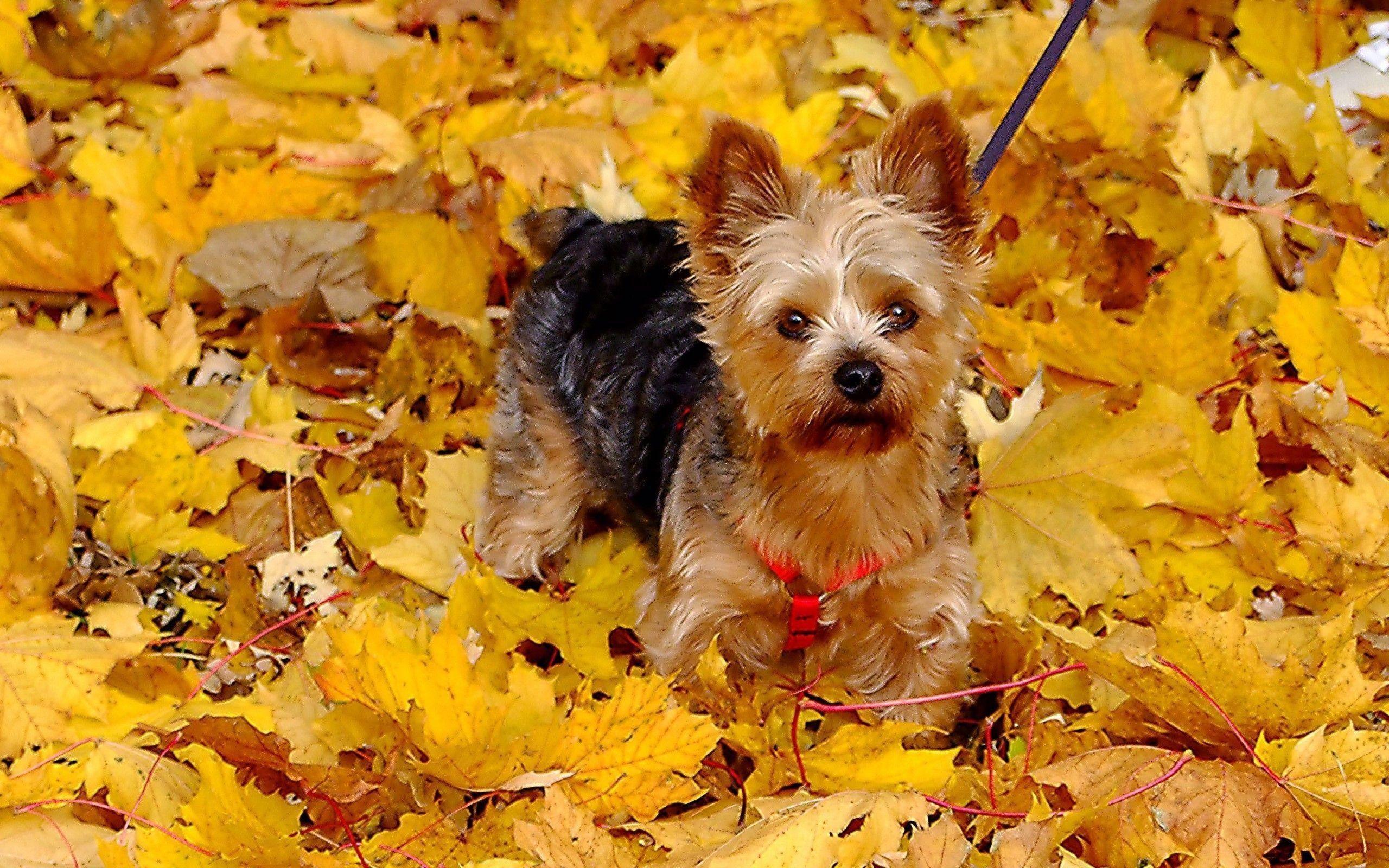 Yorkie Wallpapers - Top Free Yorkie Backgrounds - WallpaperAccess