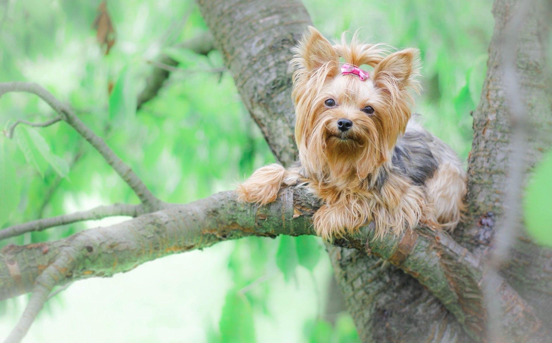 Yorkie Wallpapers - Top Free Yorkie Backgrounds - WallpaperAccess