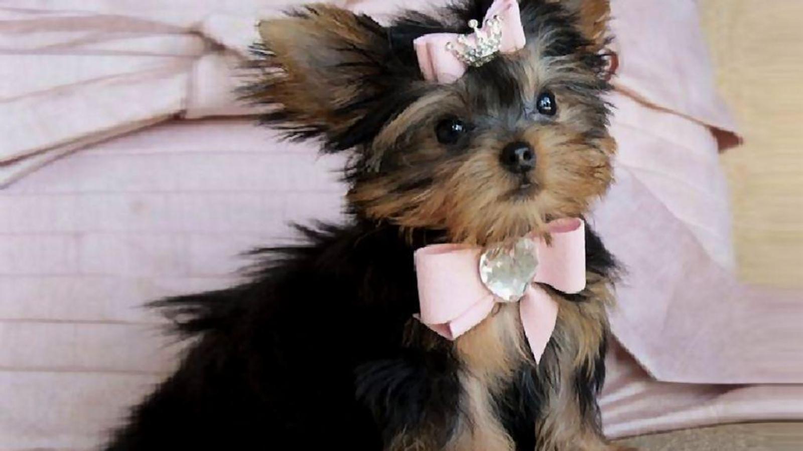 Yorkie Wallpapers - Top Free Yorkie Backgrounds - WallpaperAccess