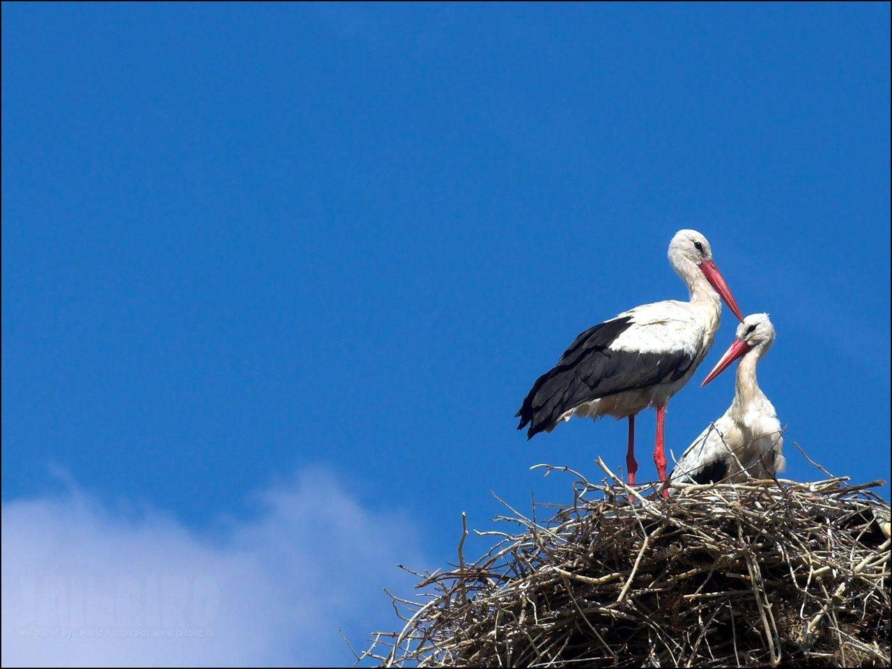 Storks Wallpapers - Top Free Storks Backgrounds - WallpaperAccess
