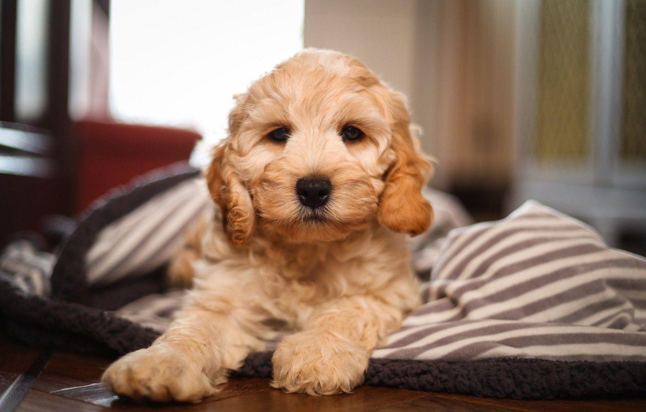 Cockapoo Wallpapers - Top Free Cockapoo Backgrounds - WallpaperAccess