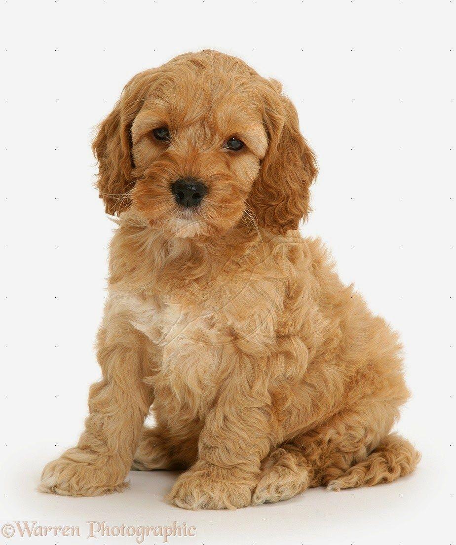 Cockapoo Wallpapers - Top Free Cockapoo Backgrounds - WallpaperAccess