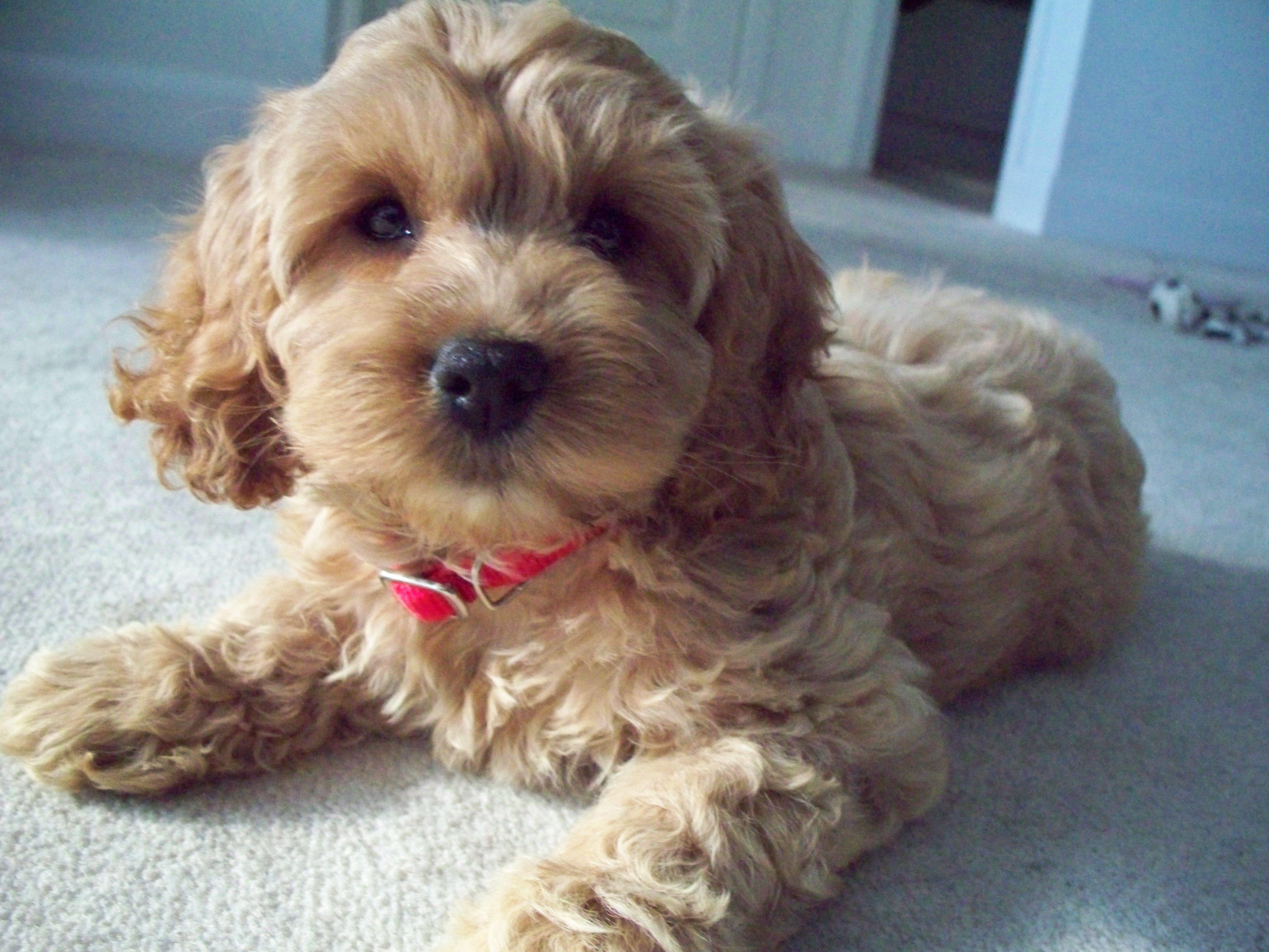 Cockapoo Wallpapers - Top Free Cockapoo Backgrounds - WallpaperAccess