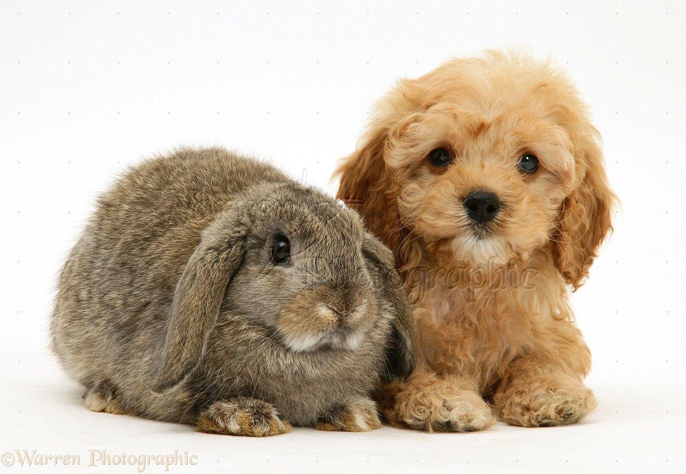 Cockapoo Wallpapers - Top Free Cockapoo Backgrounds - WallpaperAccess