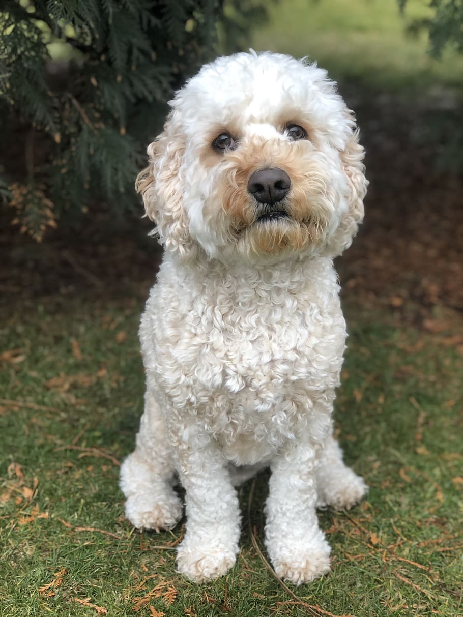 Cockapoo Wallpapers - Top Free Cockapoo Backgrounds - WallpaperAccess