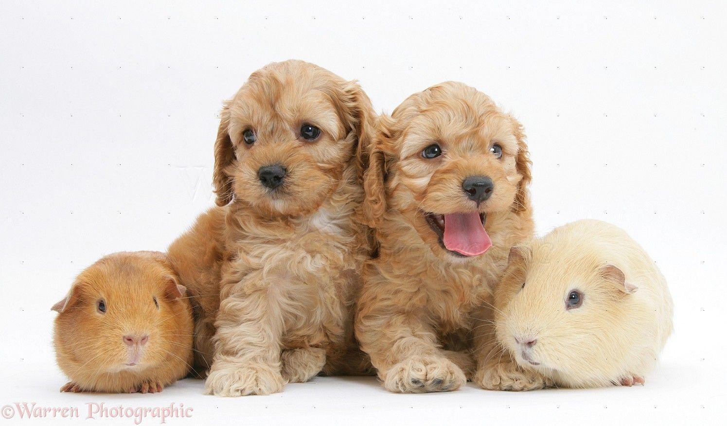 Cockapoo Wallpapers - Top Free Cockapoo Backgrounds - WallpaperAccess