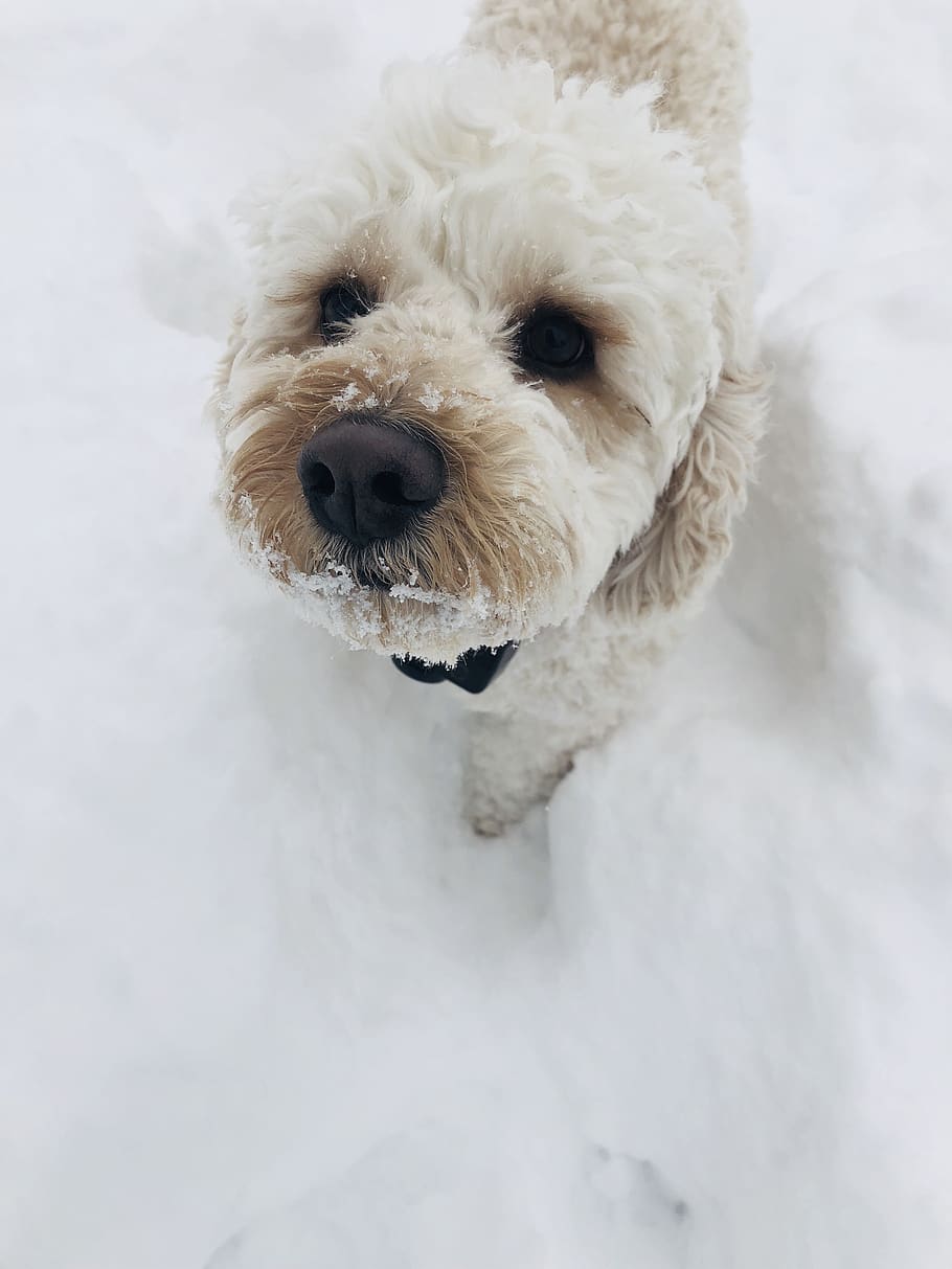 Cockapoo Wallpapers - Top Free Cockapoo Backgrounds - WallpaperAccess