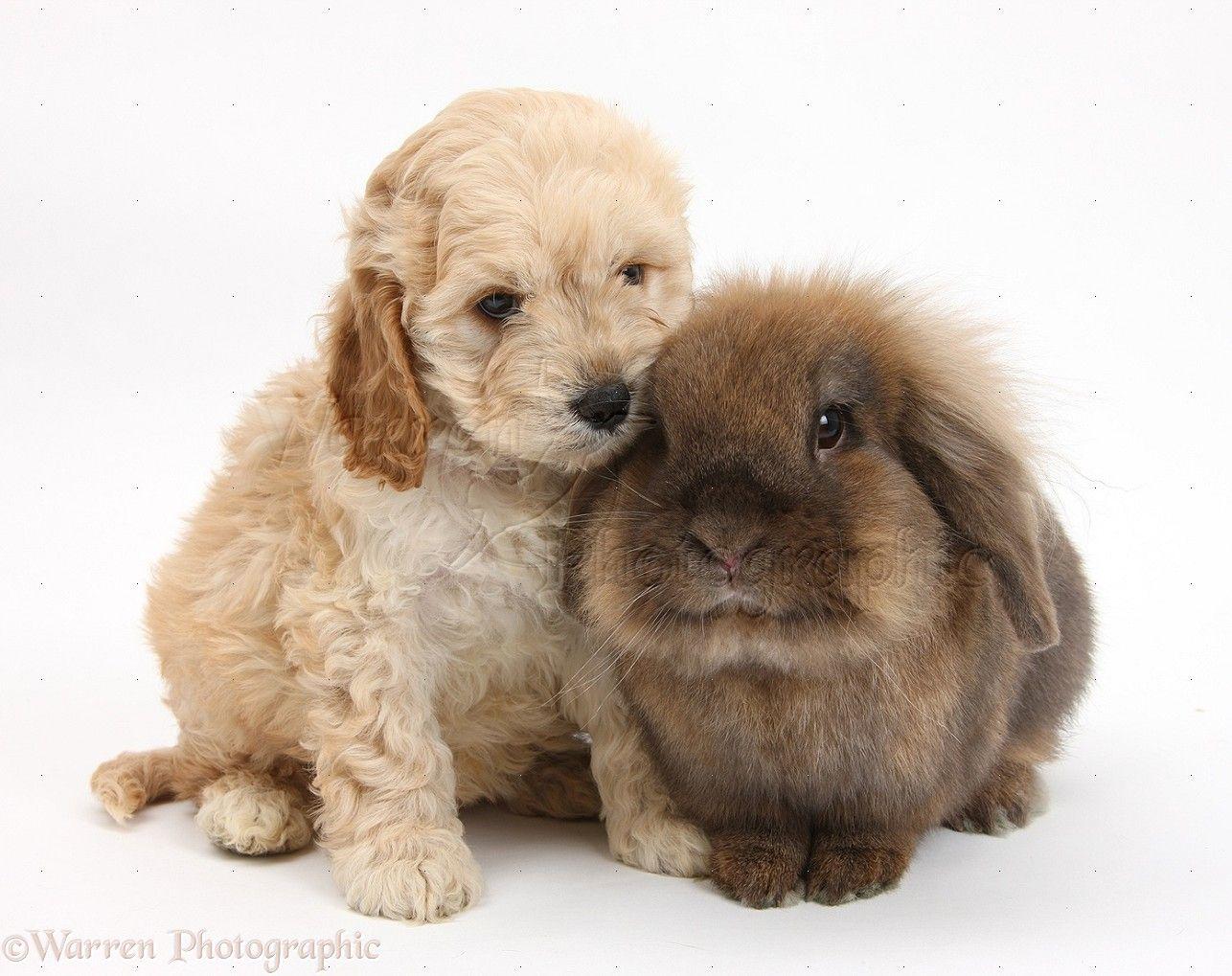 Cockapoo Wallpapers - Top Free Cockapoo Backgrounds - WallpaperAccess