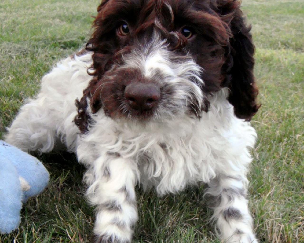 Cockapoo Wallpapers - Top Free Cockapoo Backgrounds - WallpaperAccess