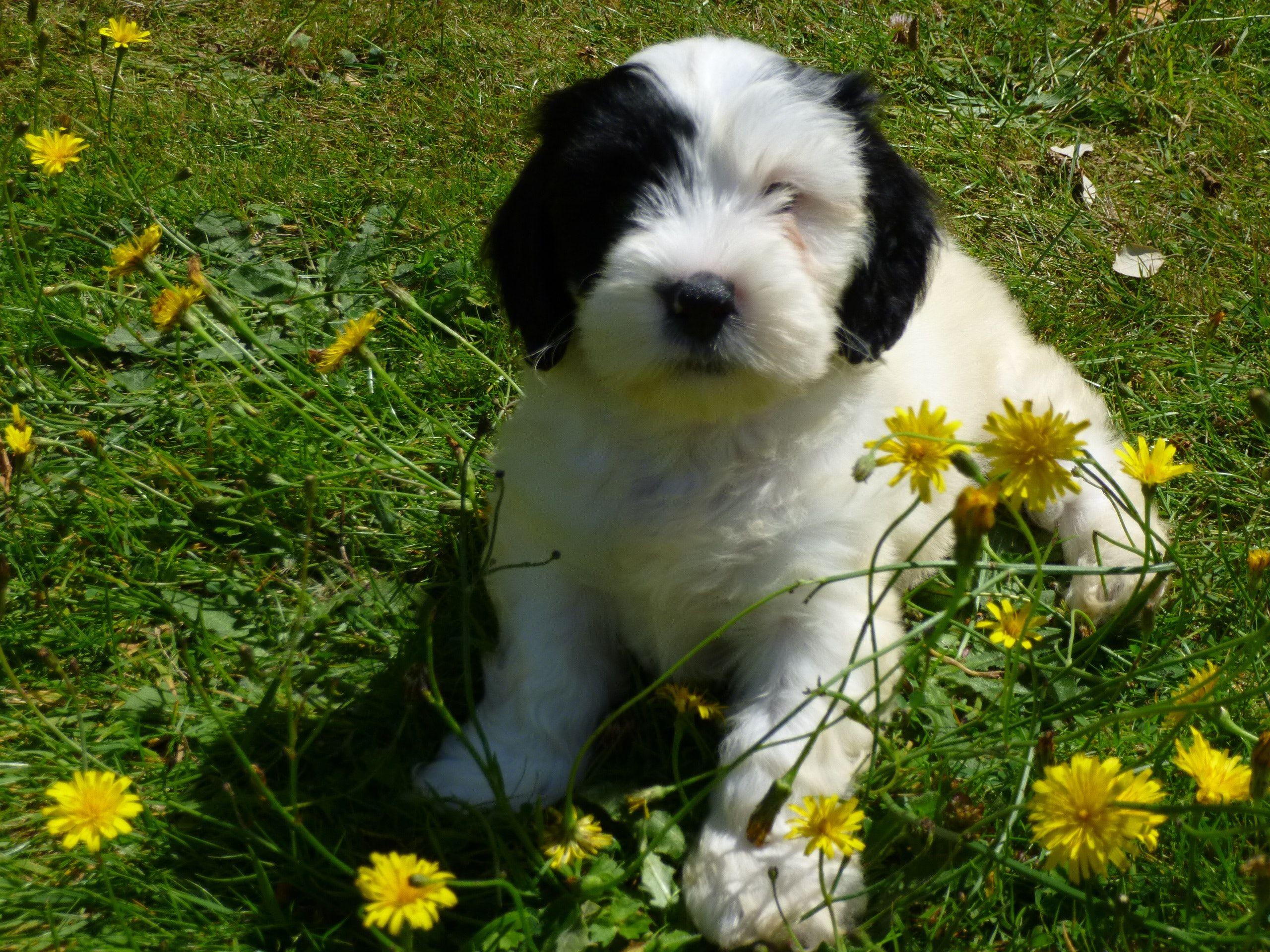 Cockapoo Wallpapers - Top Free Cockapoo Backgrounds - WallpaperAccess