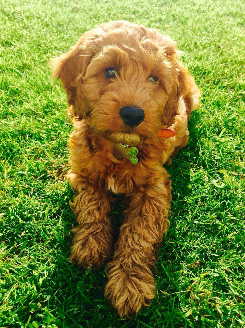 Cockapoo Wallpapers - Top Free Cockapoo Backgrounds - WallpaperAccess