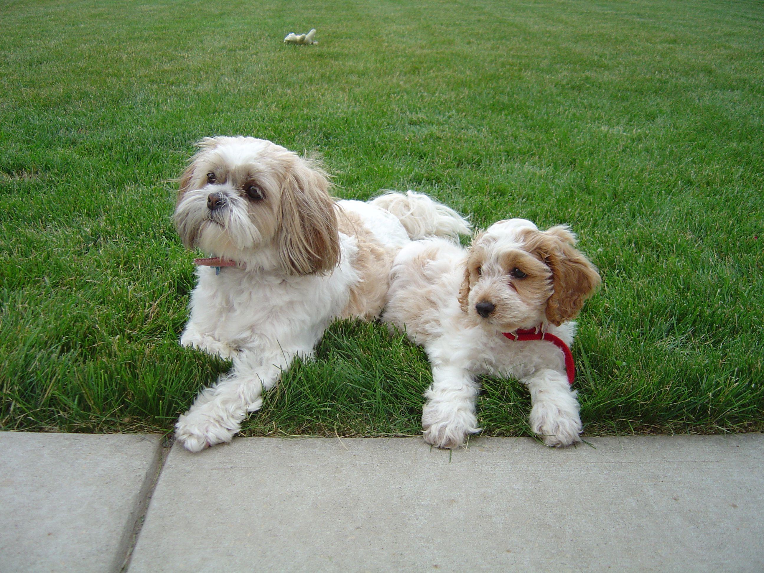 Cockapoo Wallpapers - Top Free Cockapoo Backgrounds - WallpaperAccess