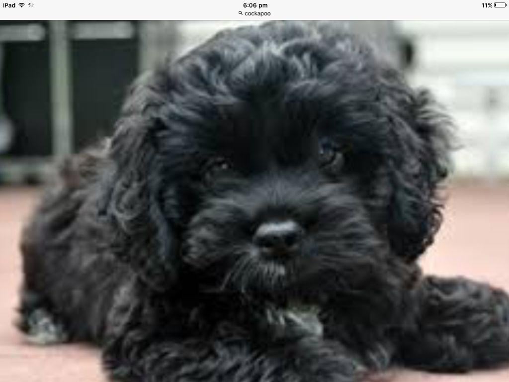 Cockapoo Wallpapers - Top Free Cockapoo Backgrounds - WallpaperAccess