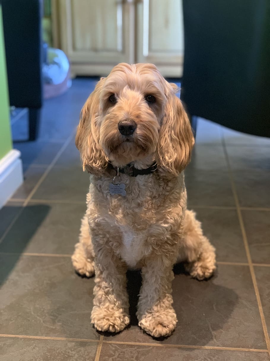 Cockapoo Wallpapers - Top Free Cockapoo Backgrounds - WallpaperAccess