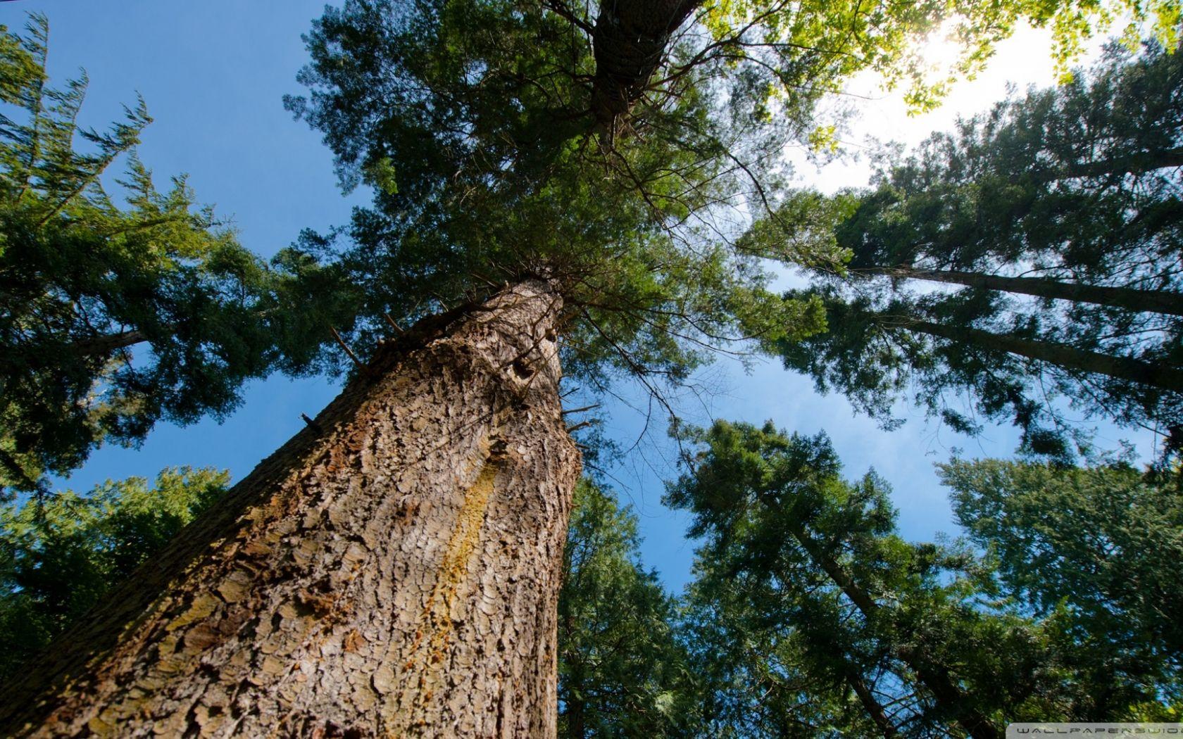 Look Up Wallpapers - Top Free Look Up Backgrounds - WallpaperAccess